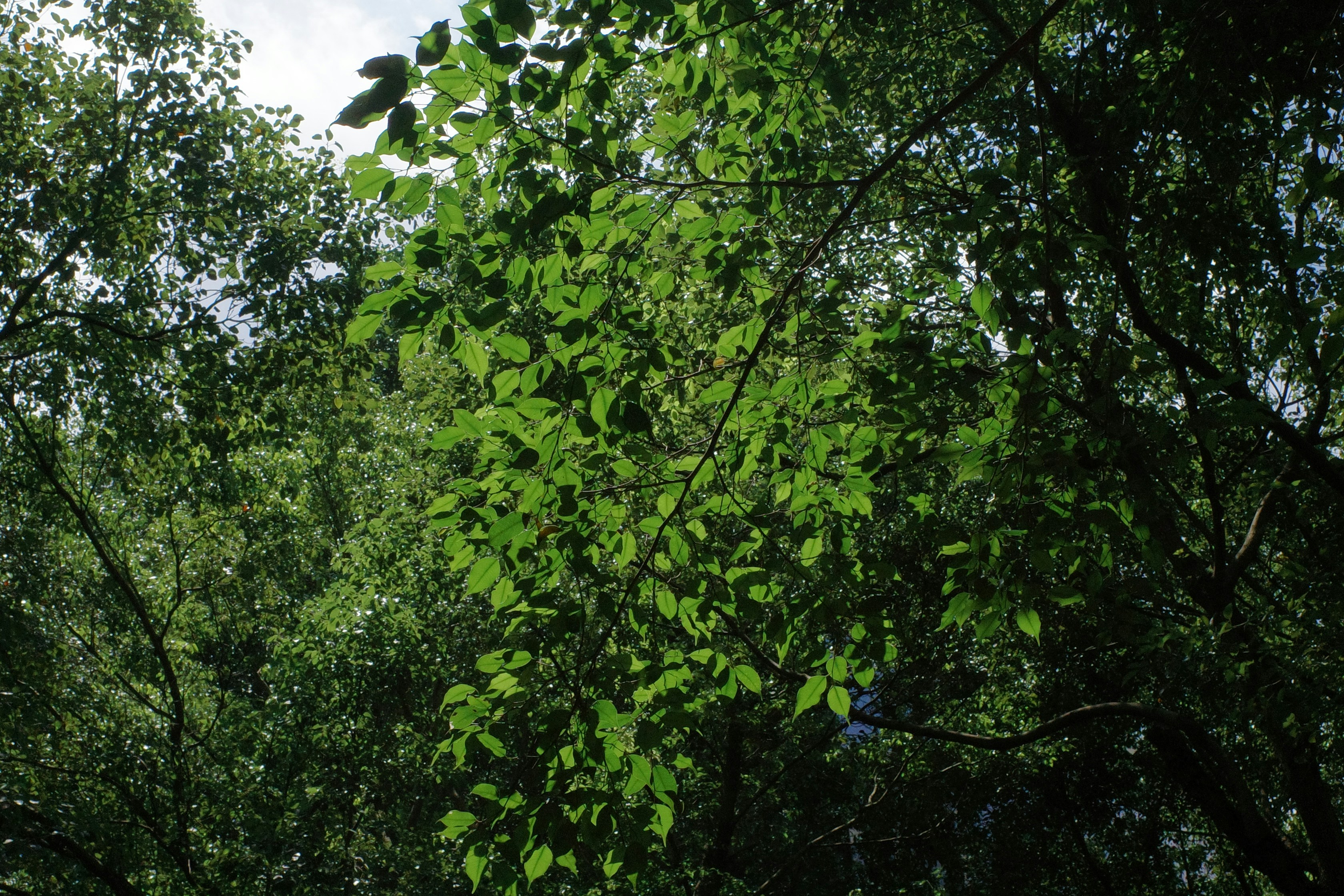 Sunlit Foliage Overhead: a verdant canopy close-up