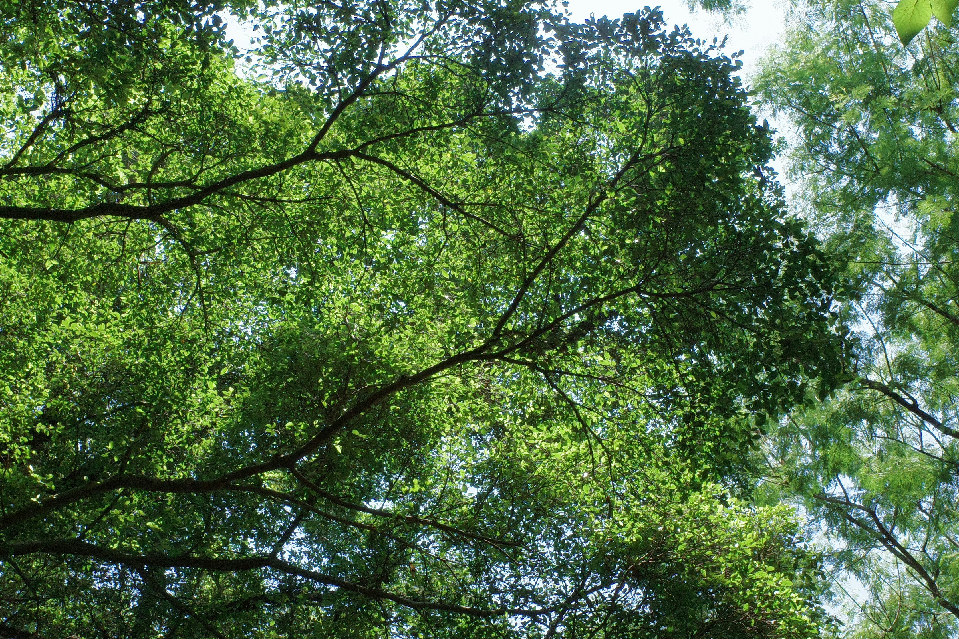 Sunlit canopy: a mosaic of spring leaves reaching for the sky