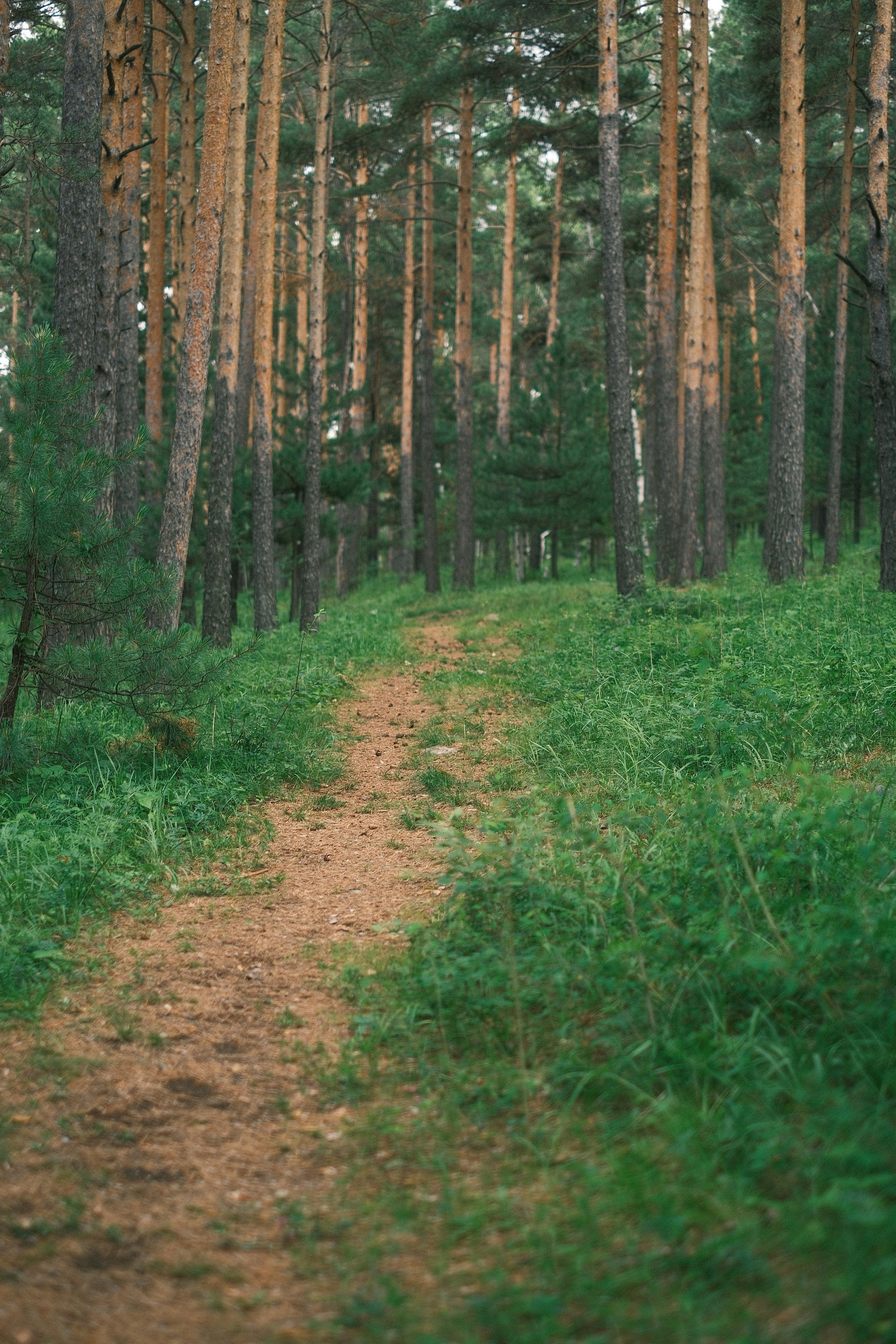 Forest Path to the Green Depths