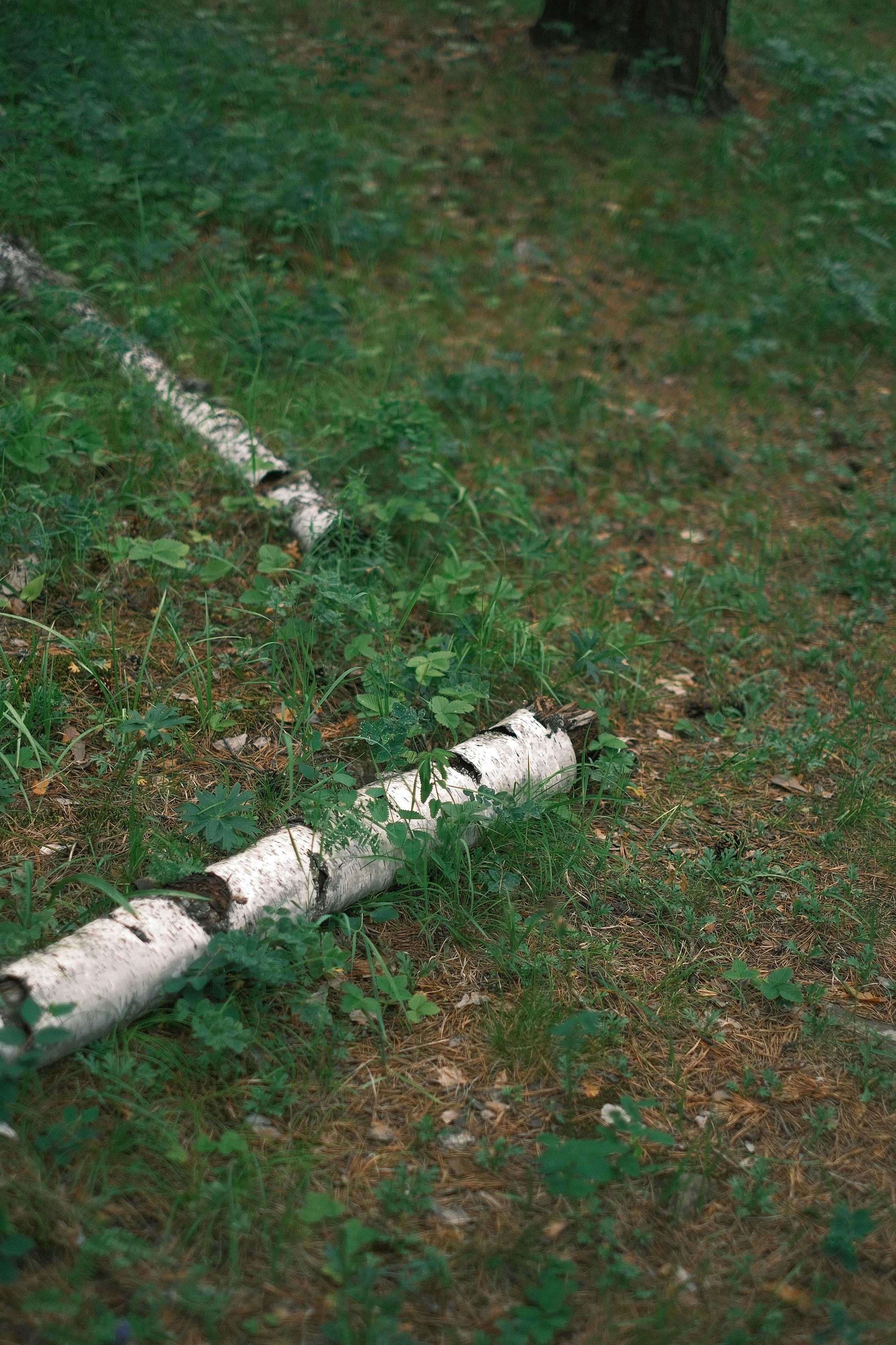 White birch log trail through damp forest bed