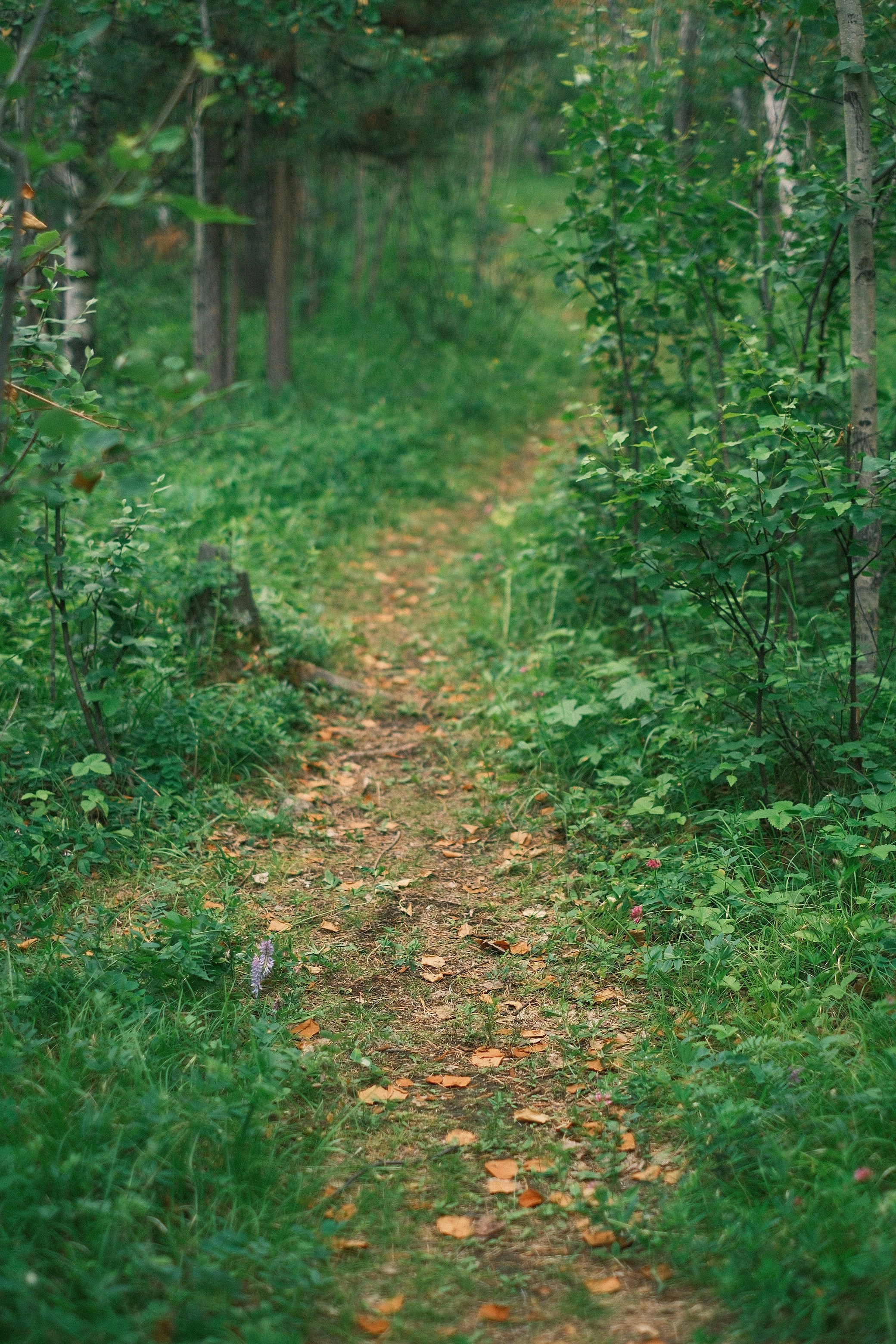 Mossy Footpath Through a Quiet Green Corridor