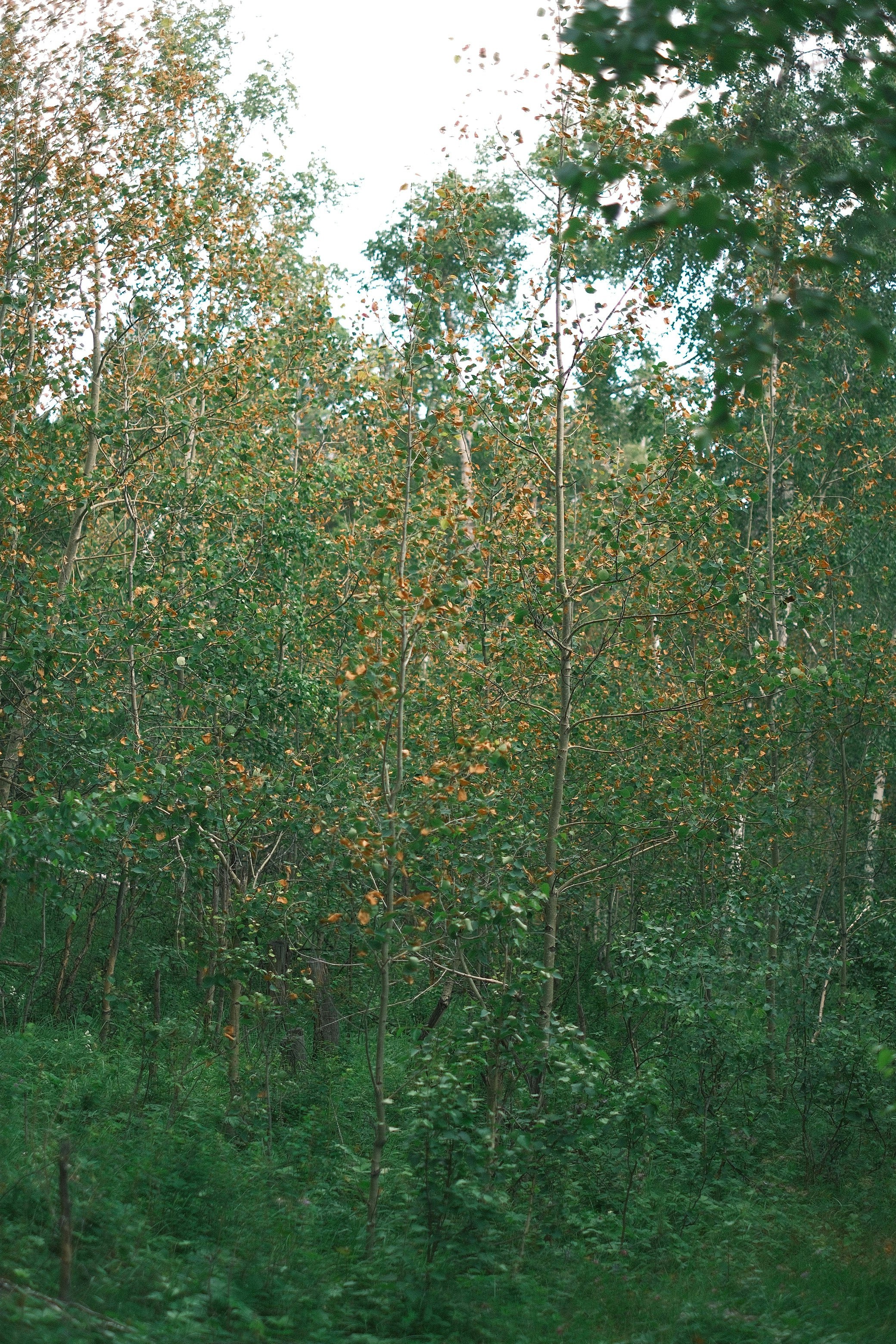 Autumn-Touched Pines in a Quiet Forest Corridor