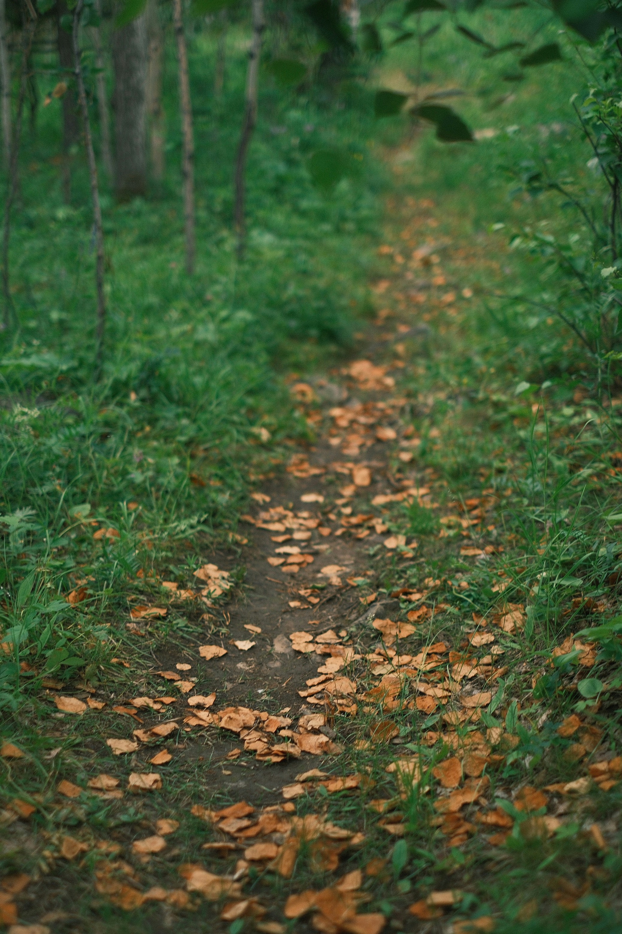 Autumn Trail Also Has a Quiet Path Weaves Through Green Canopy
