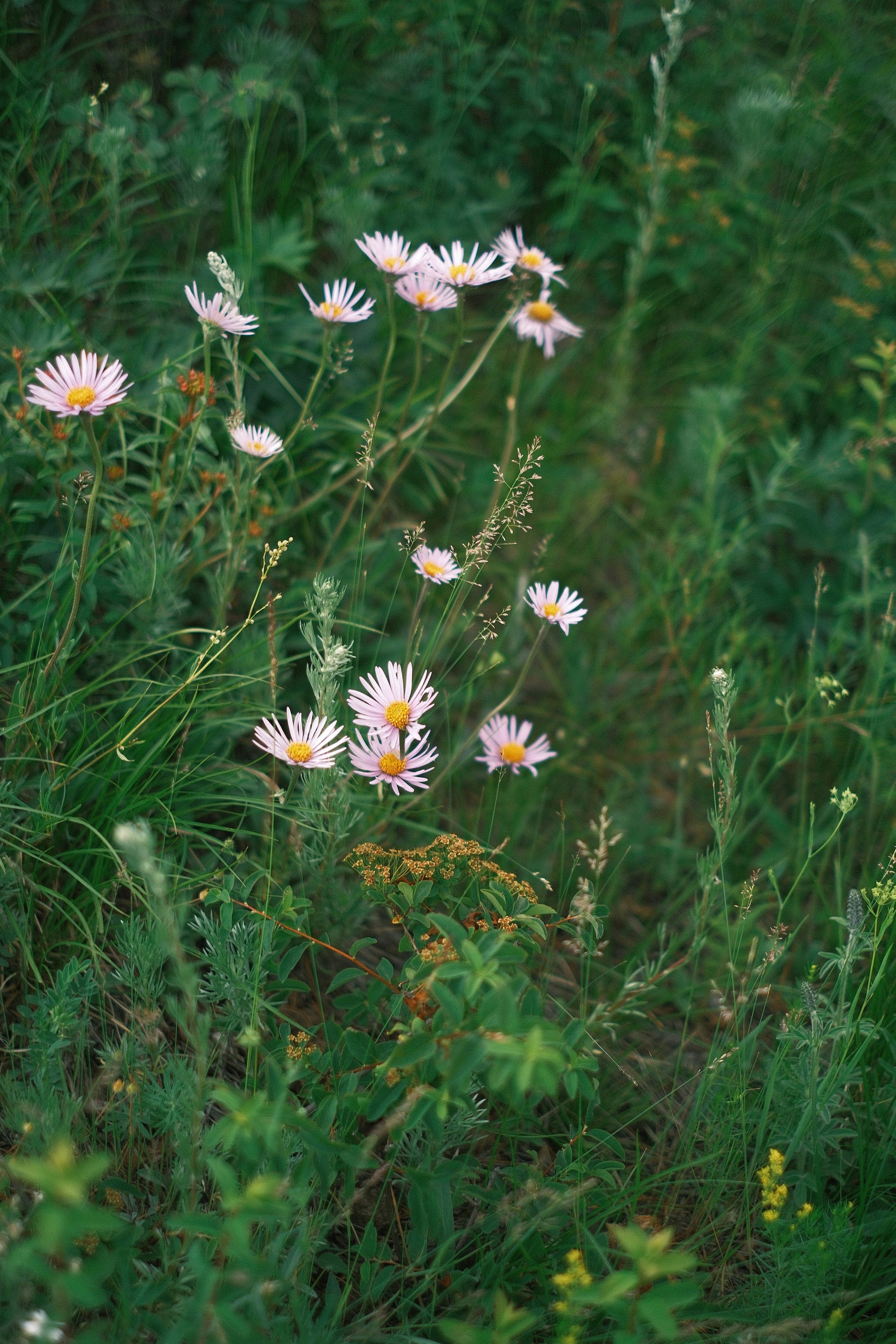 Pink-dialed Daisy Choir in a Quiet Meadow