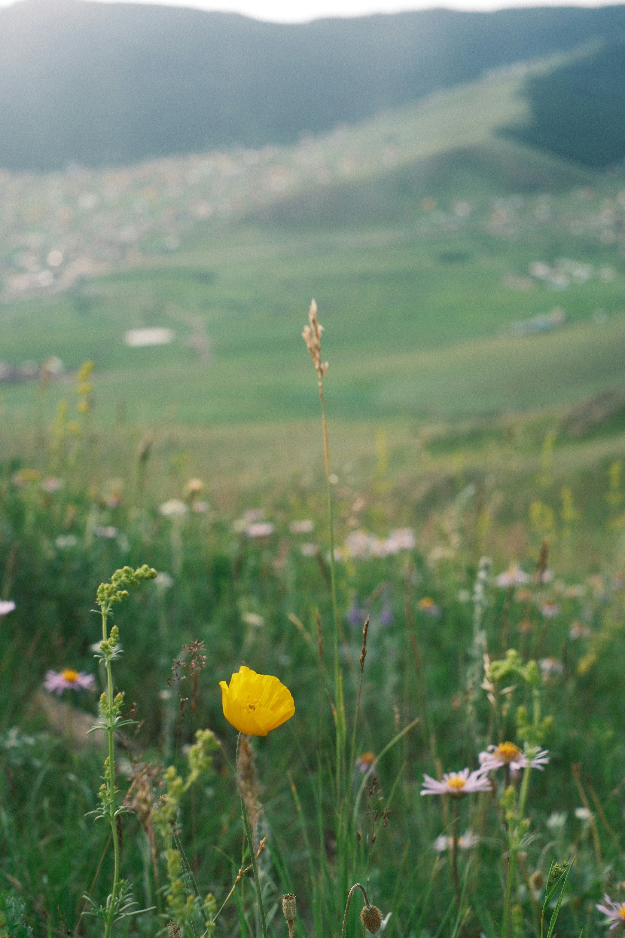 Golden Bloom at the Edge of a Valley Meadow