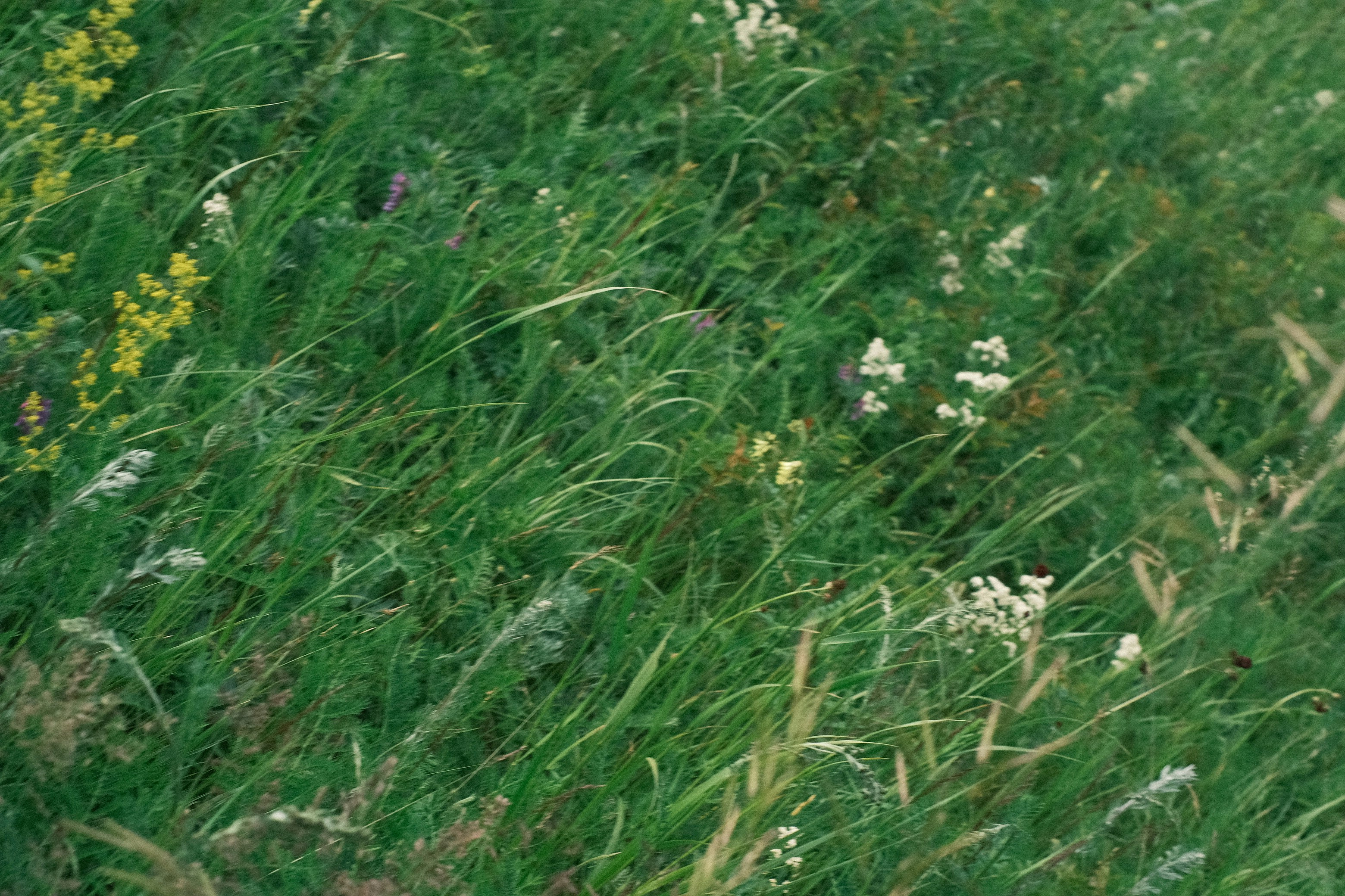 A natural meadow scene with tall grasses and small white and yellow wildflowers swaying gently in the breeze, capturing the quiet texture of summer light.