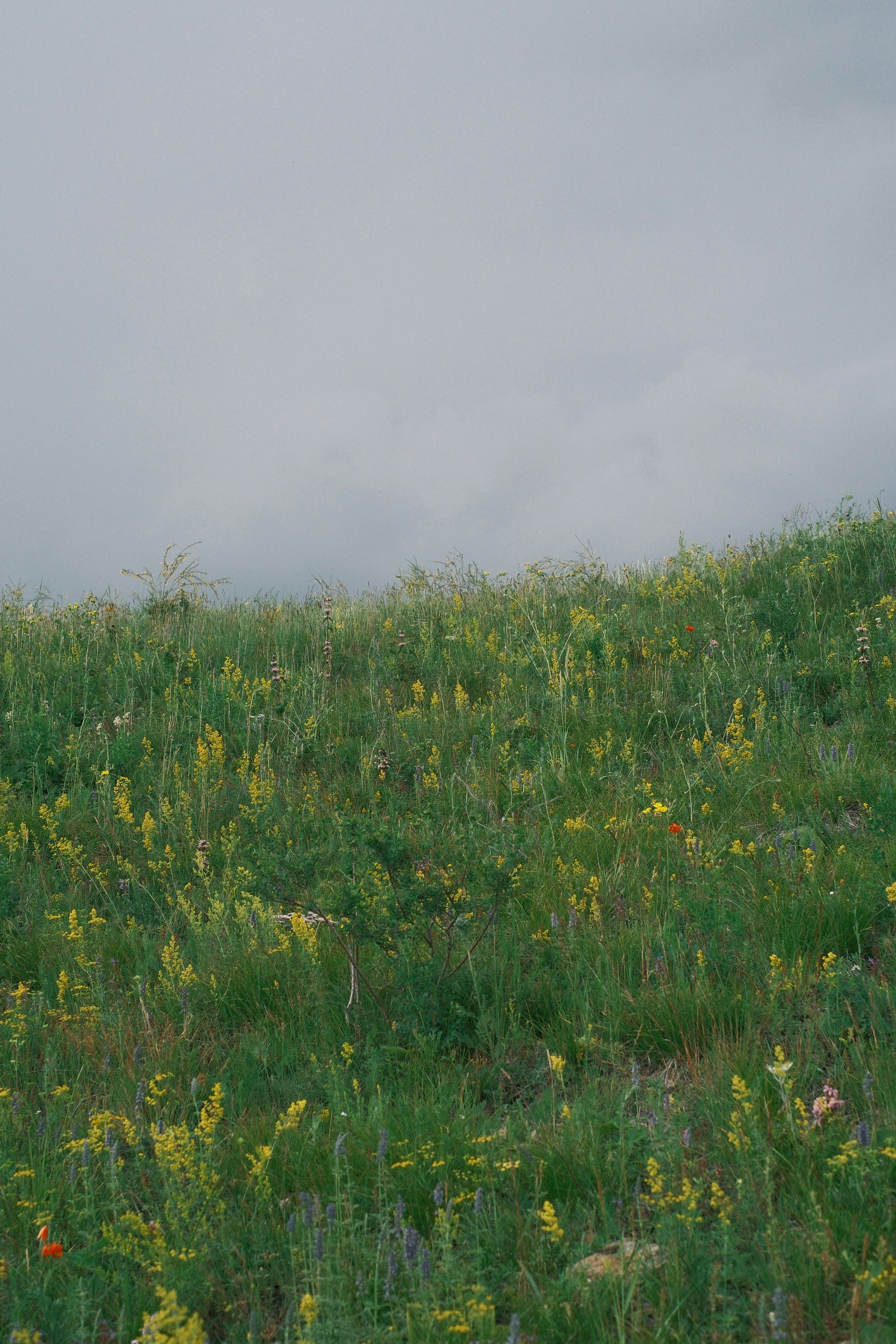 A gently sloped meadow filled with yellow and purple wildflowers beneath a pale, overcast sky. The scene captures a calm, natural landscape with tall grasses and colorful blooms in the foreground.