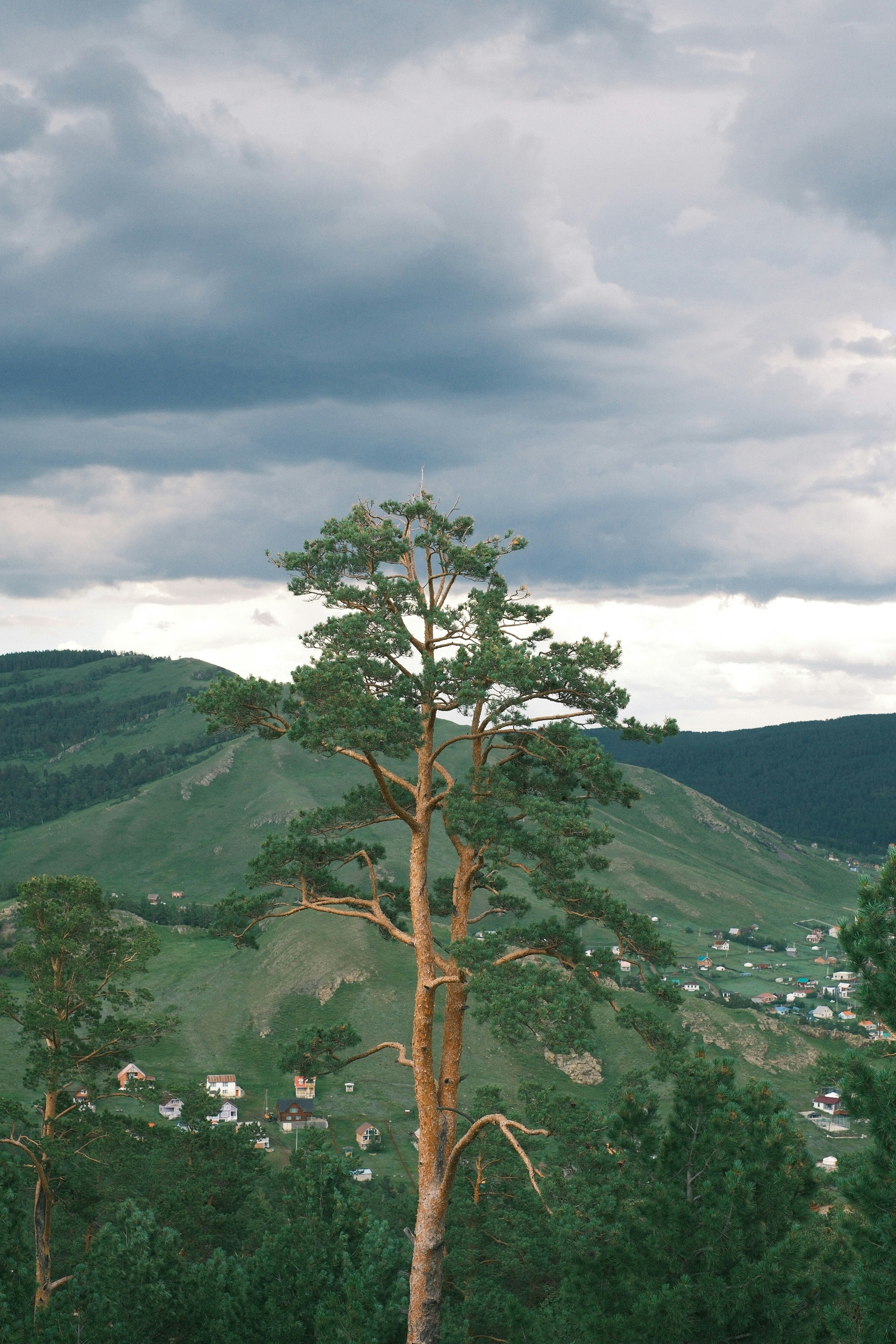  Lone pine sentinel: a tall tree watches over a green valley