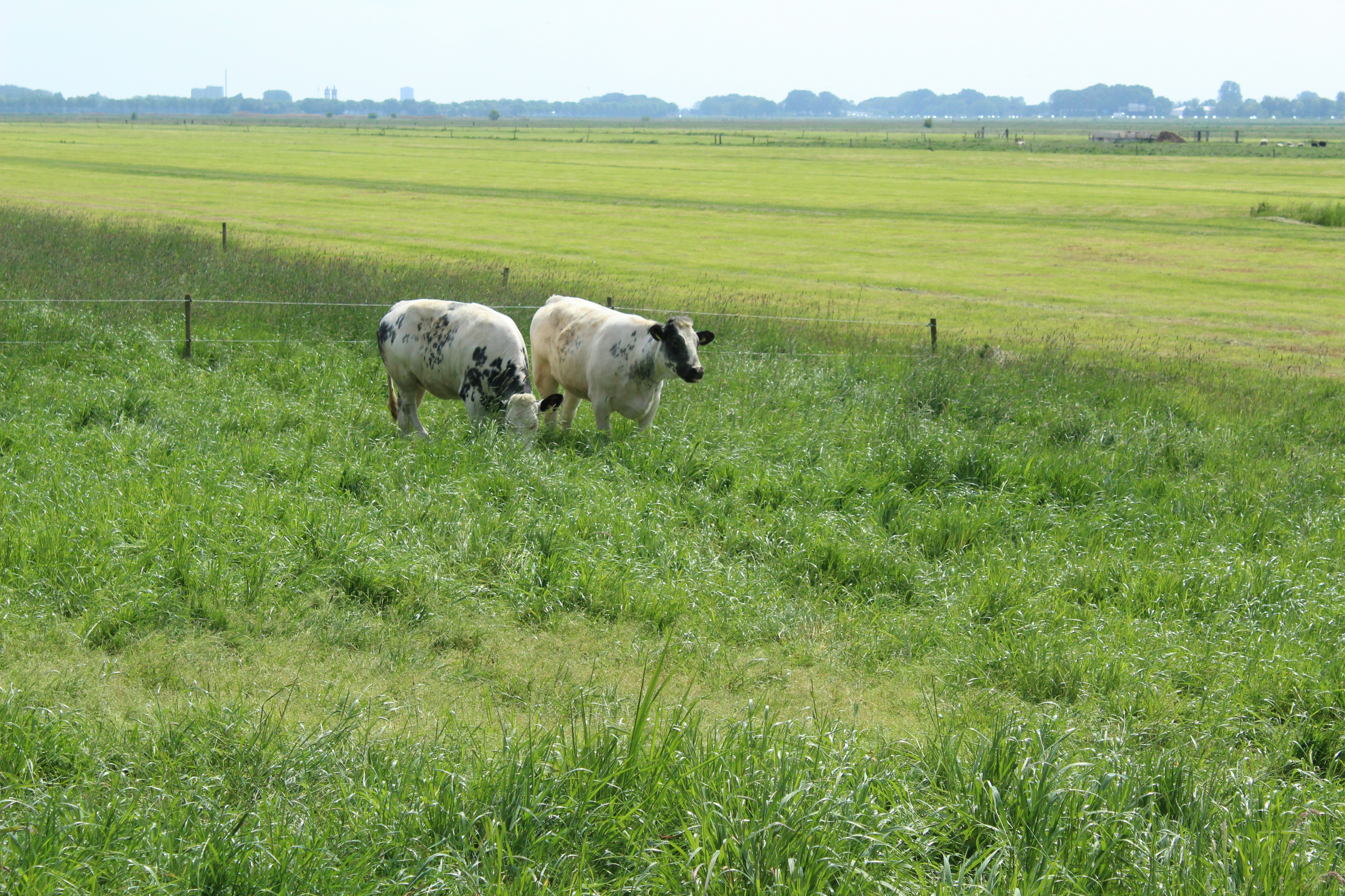 Pasture Pairs: Two Belted Cows in a Sea of Green