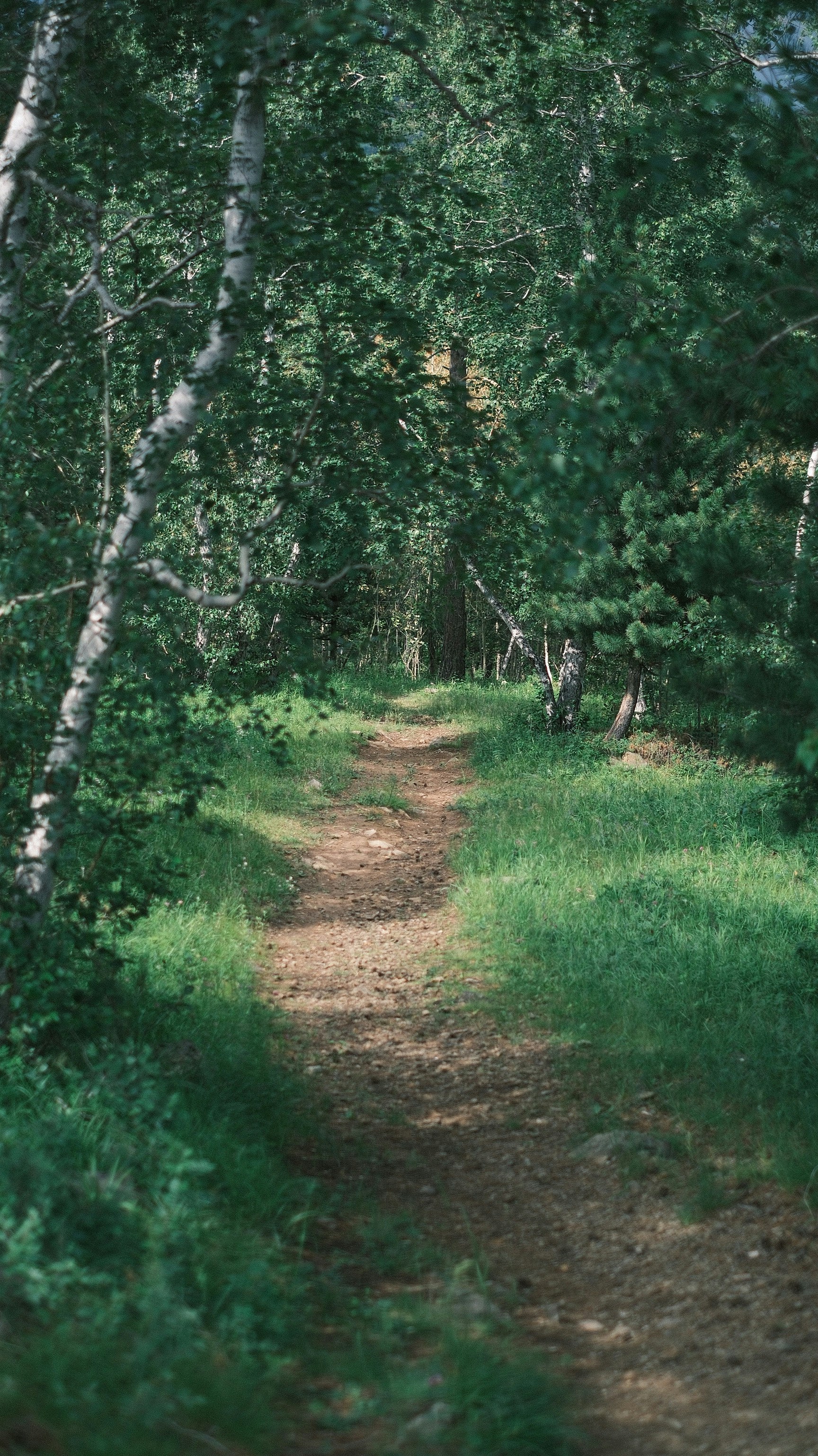 Forest Path Warms to a Quiet Clearing