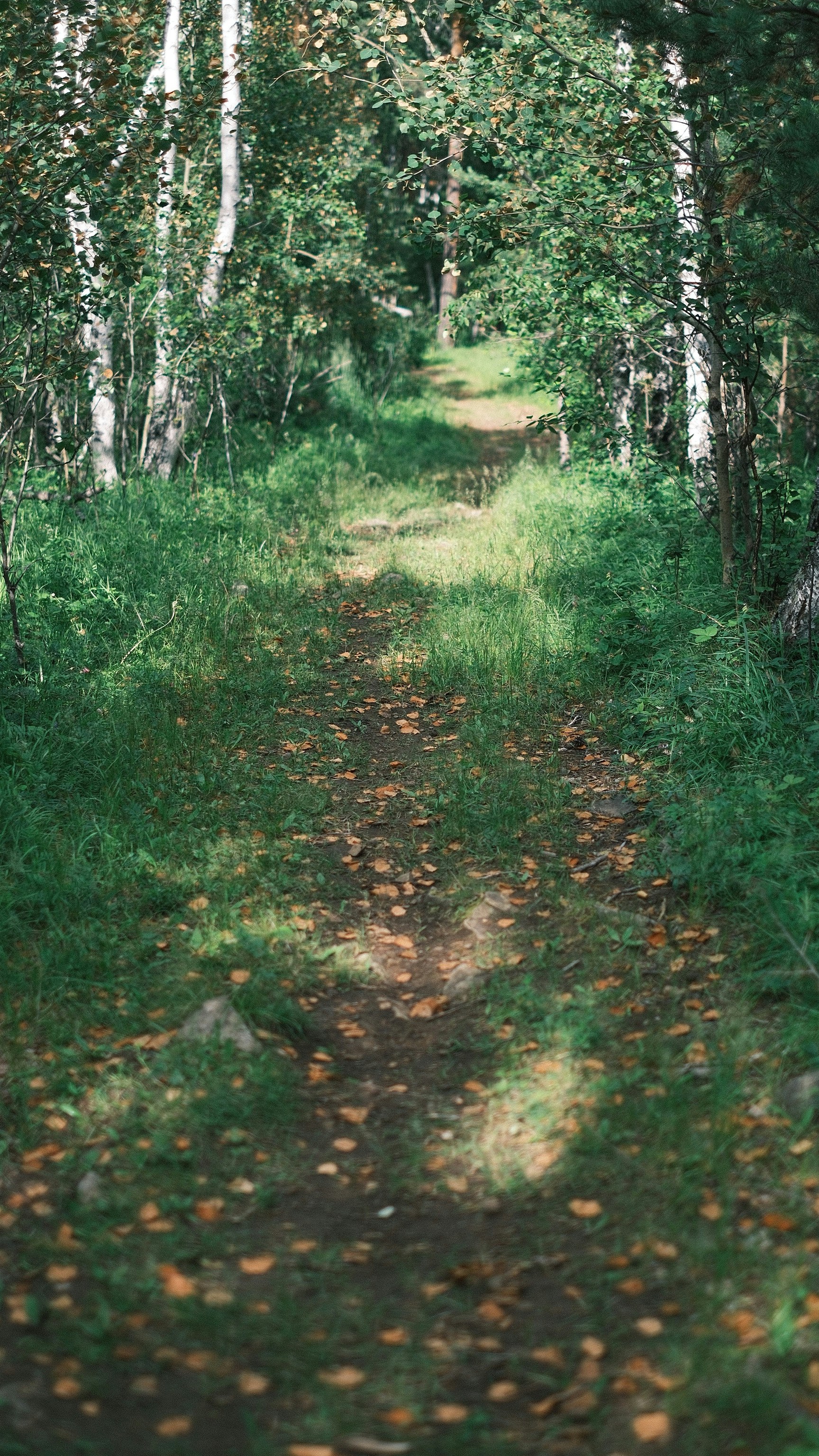 Pathway Through Quiet Birch Forest