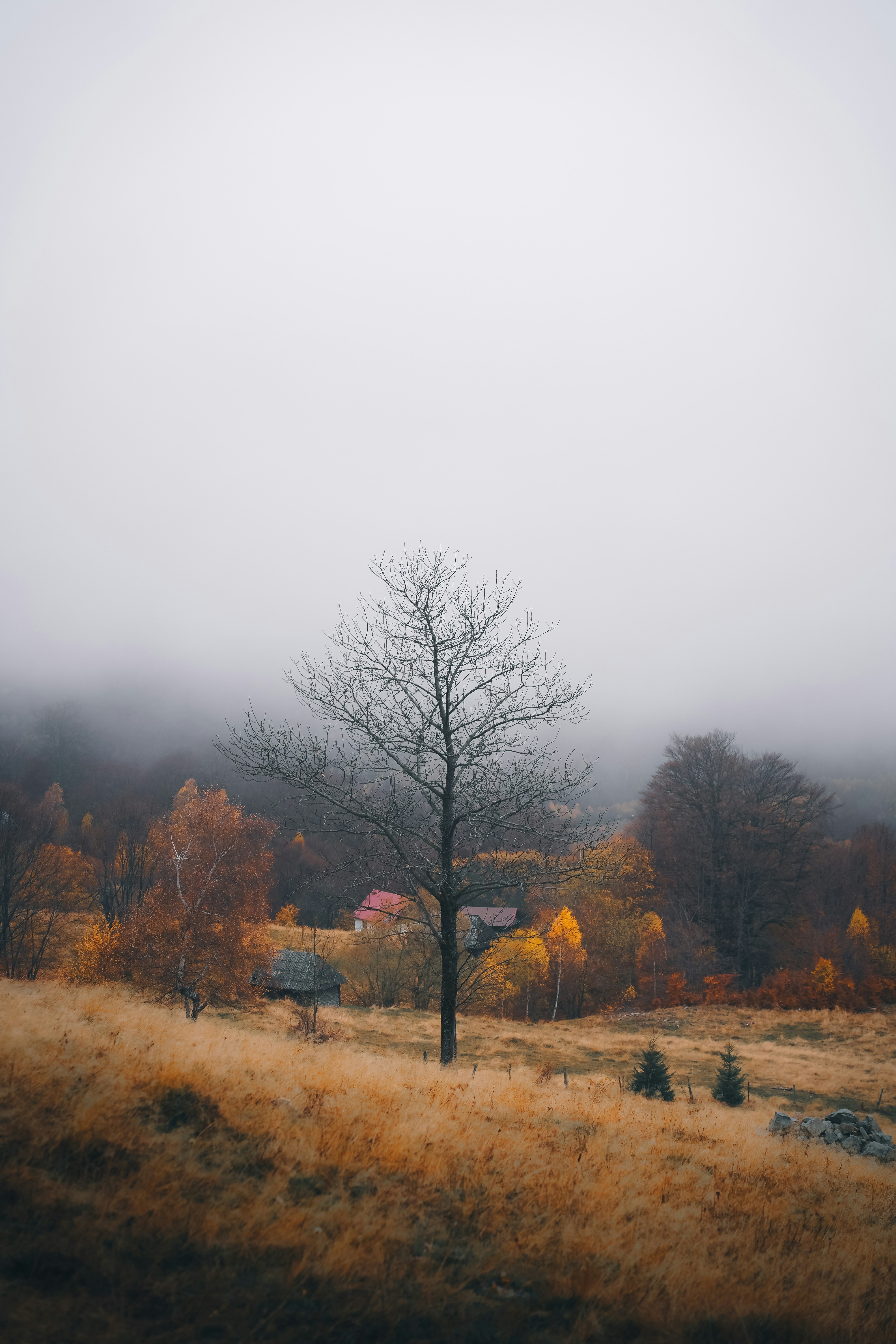 Lonely Ash in Autumn Valley Undersnow Mist