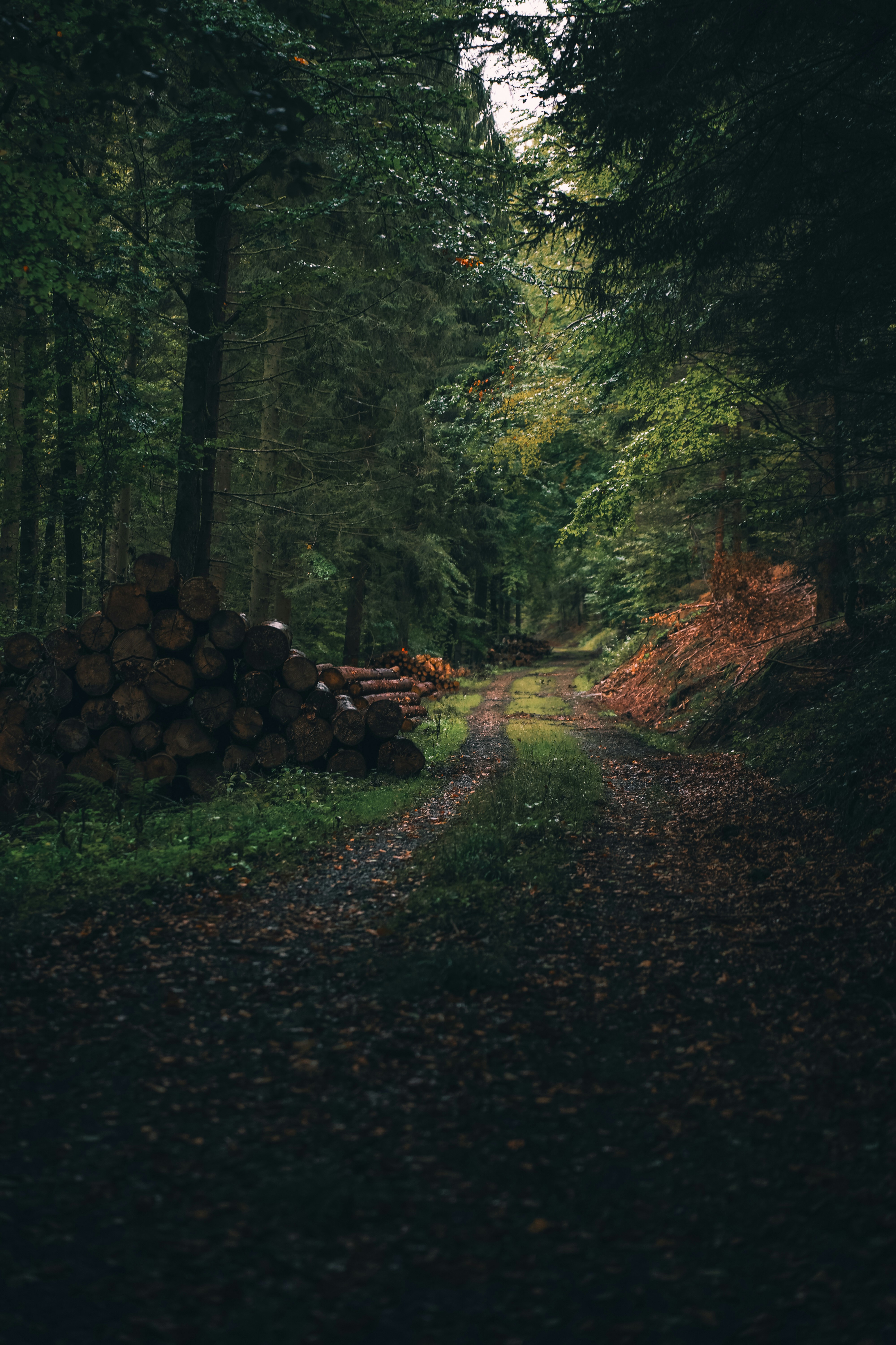 Whispering Pines along a Quiet Timber Path