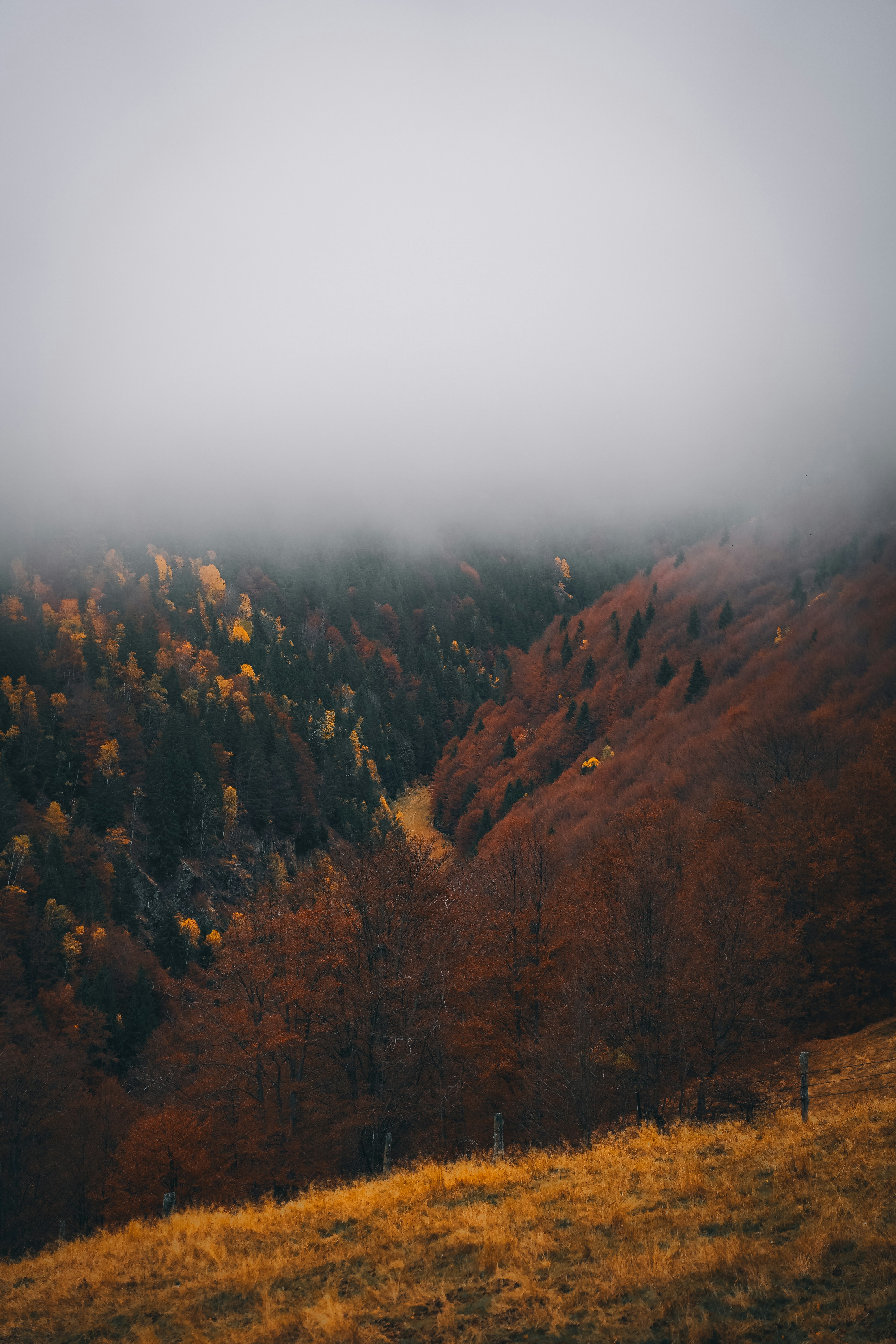 Autumn Fog Over Ragged Pines