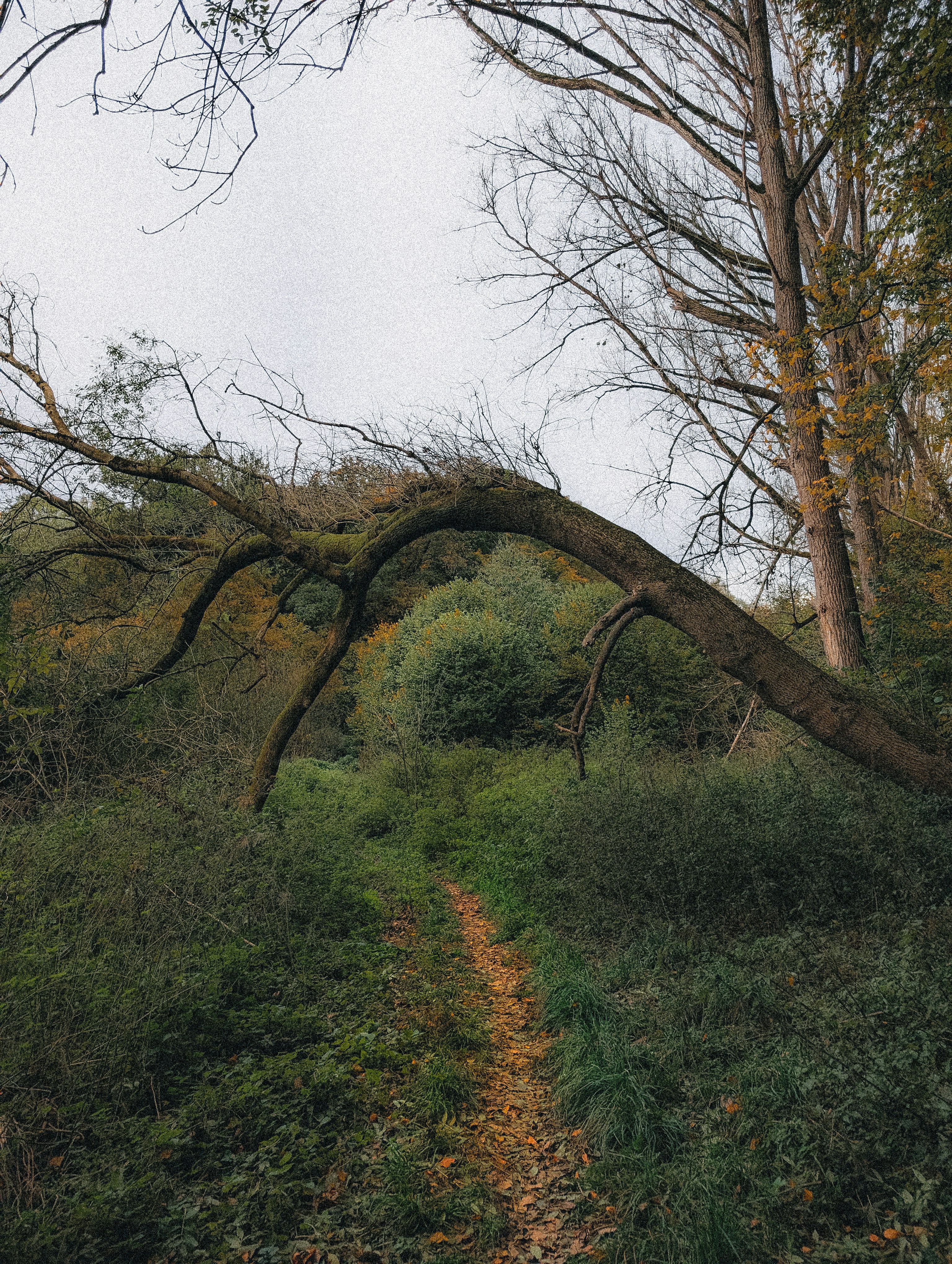 Sunlit woodland path curves beneath a fallen tree arch, inviting exploration through dense brush and muted autumn tones. A natural, painterly scene with a hint of mystery.