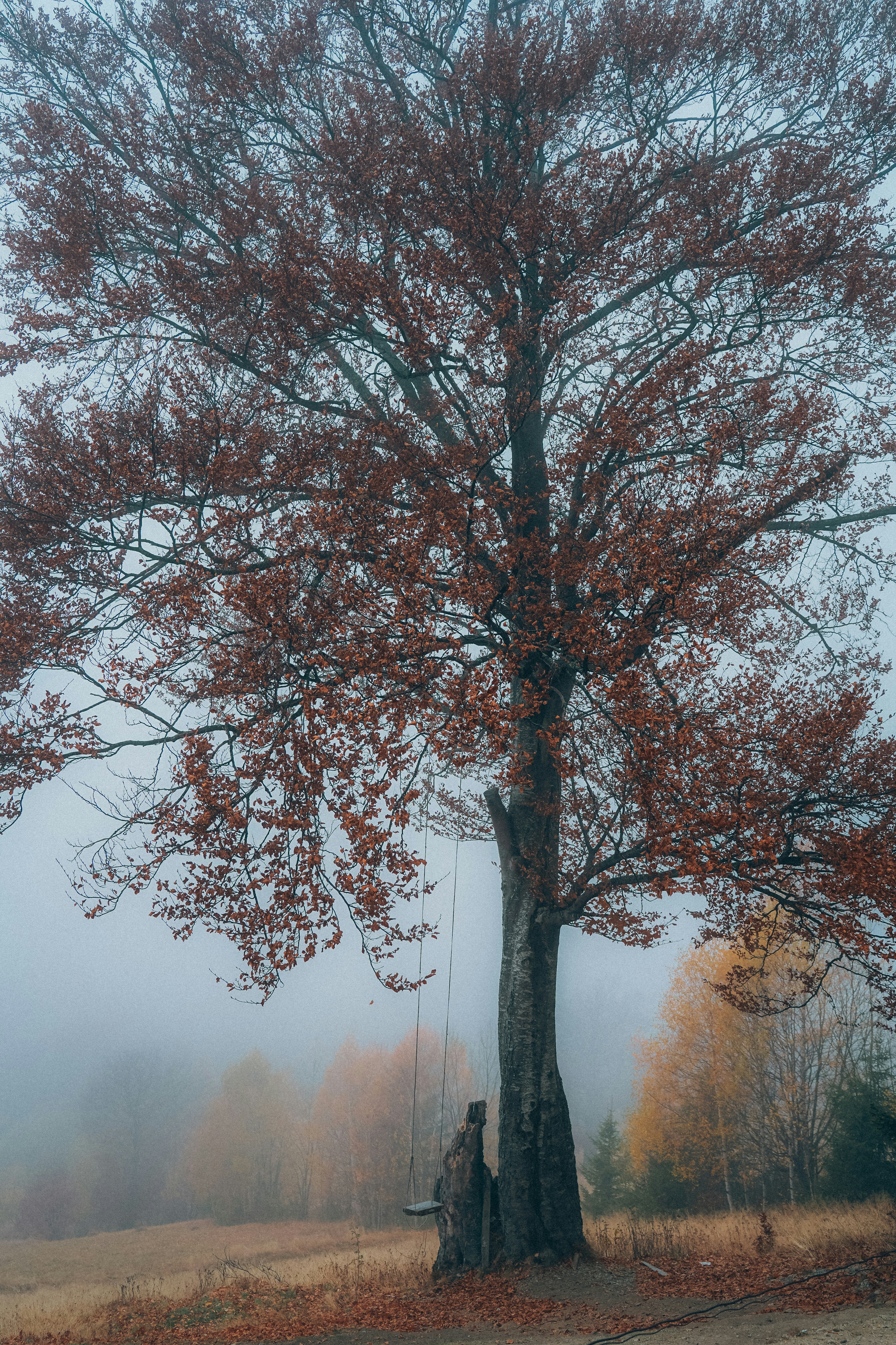 Autumn Sentinel: A Lone Tree Rising from Mist