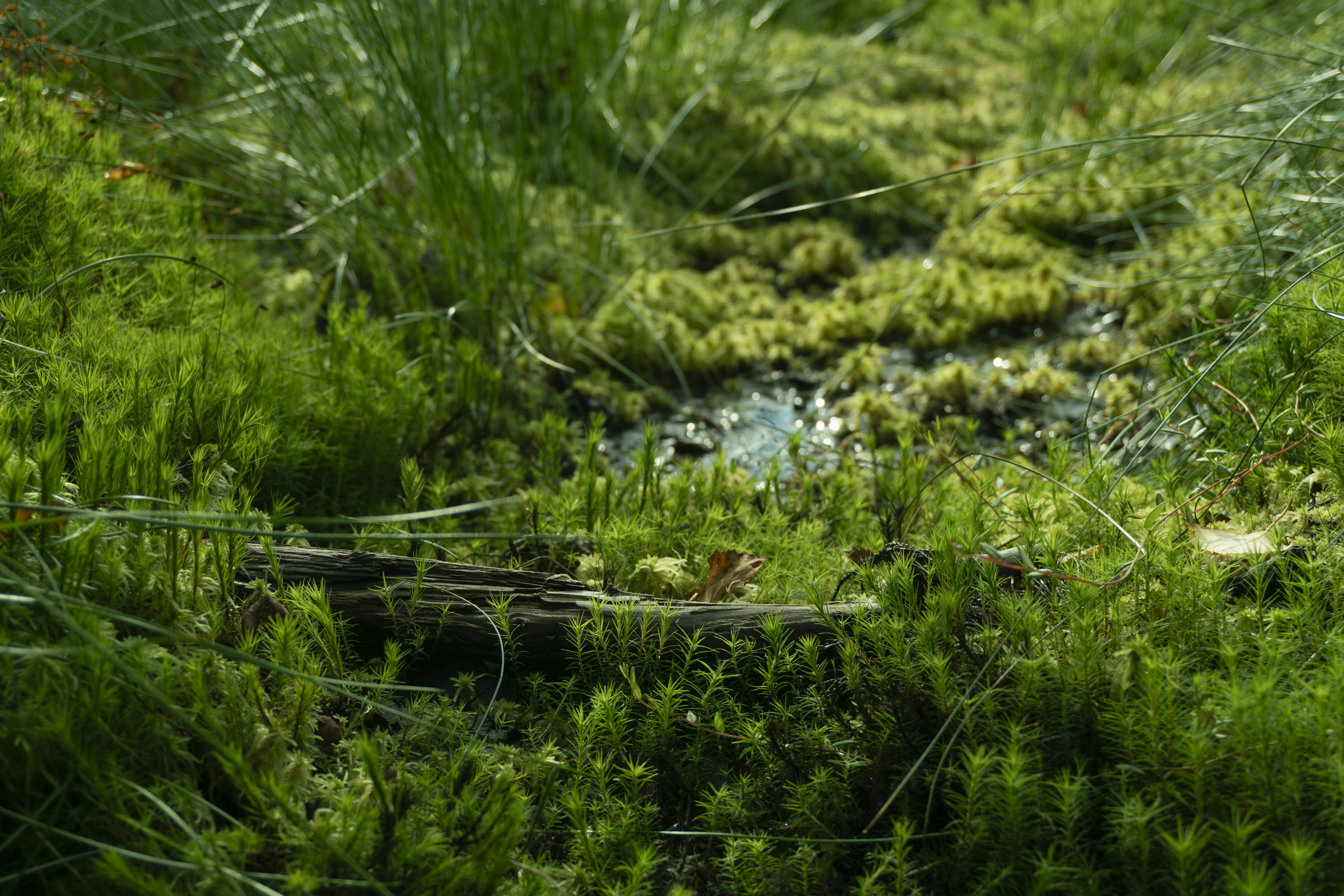 Verdant Microcosm: A Fern-Covered Creek Bed in Quiet Light