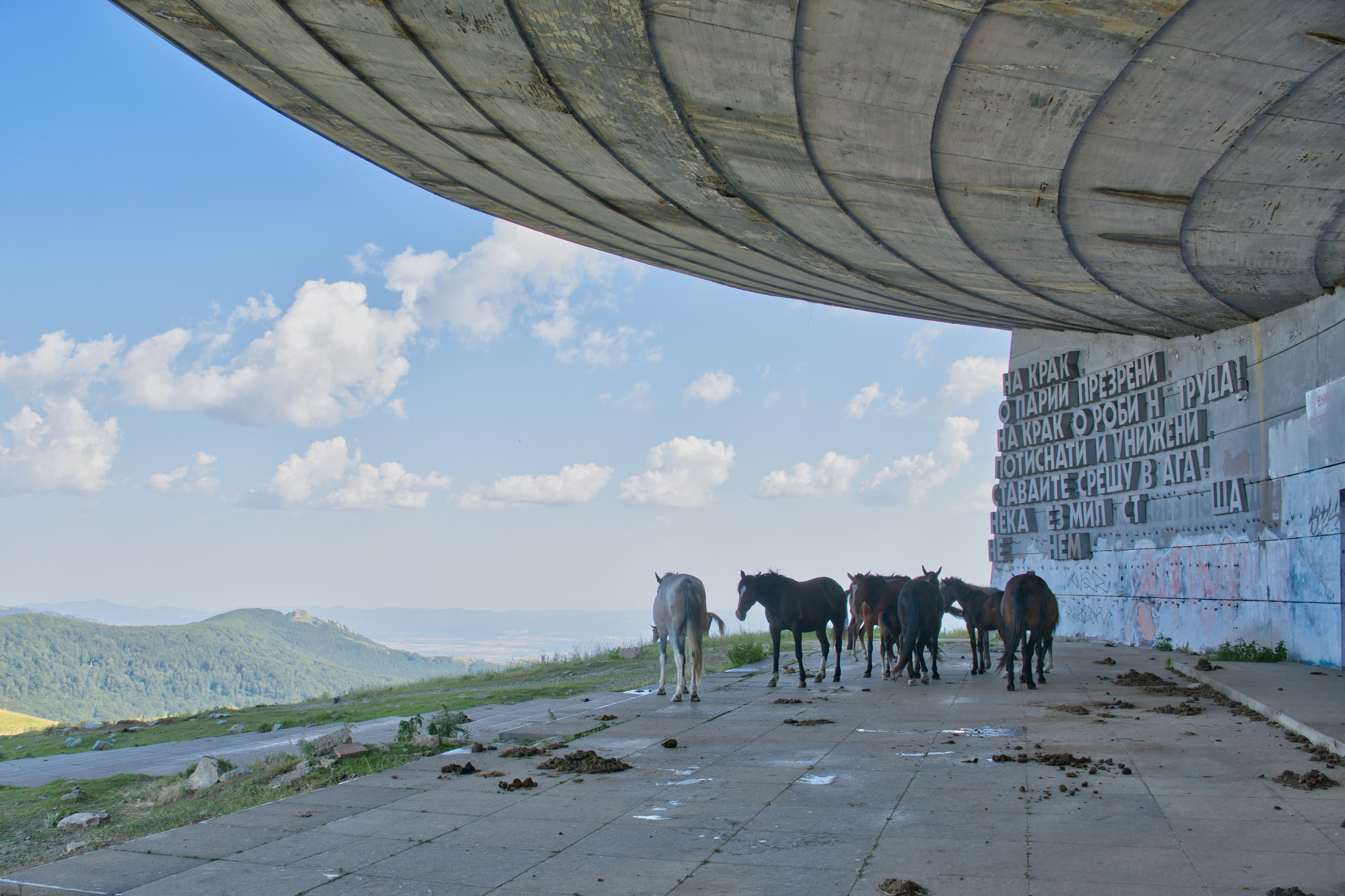 Huddle of Horses Under a Remote Concrete Overhang