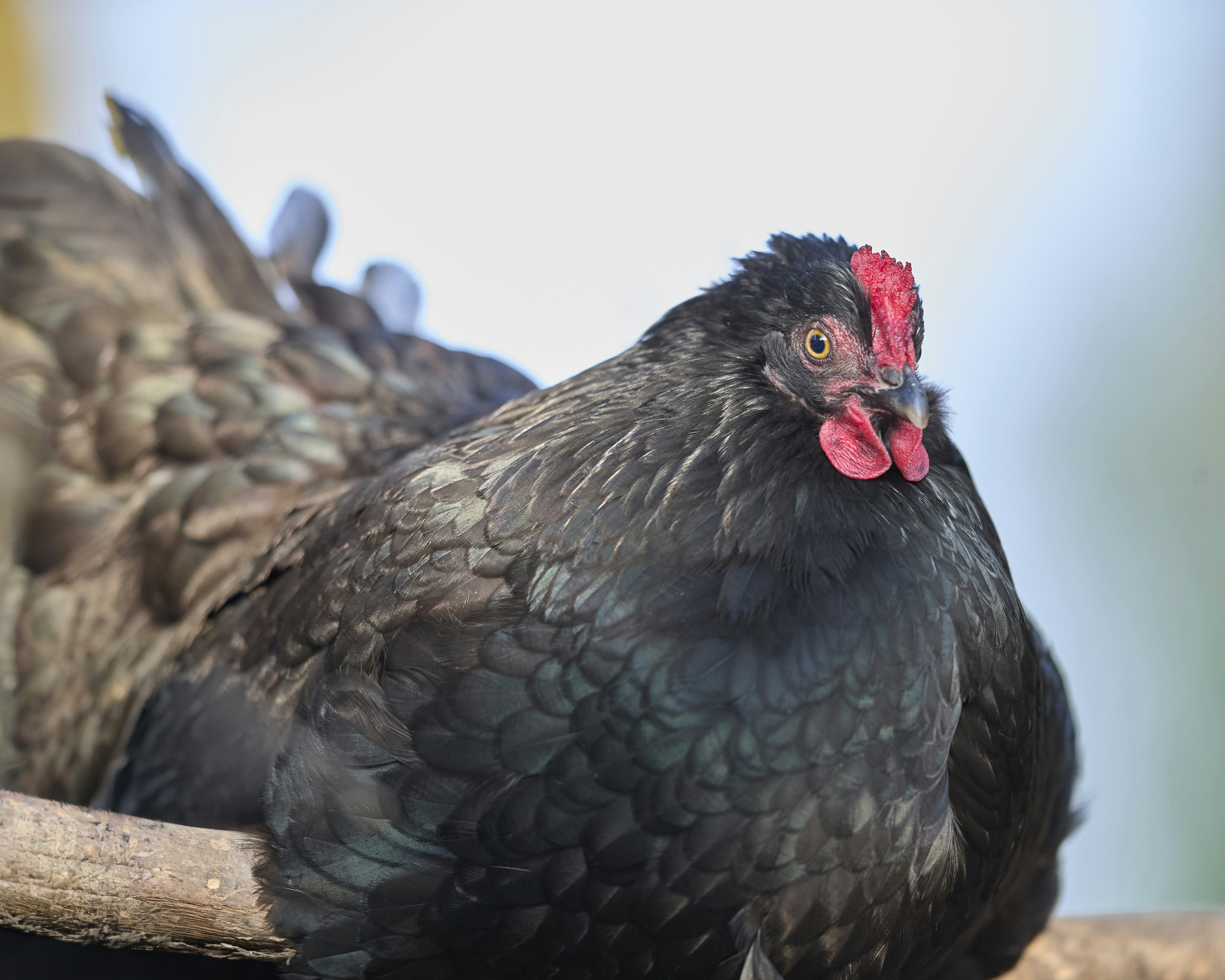 Close-up on a Black Hen: Red Comb and Textured Feathers