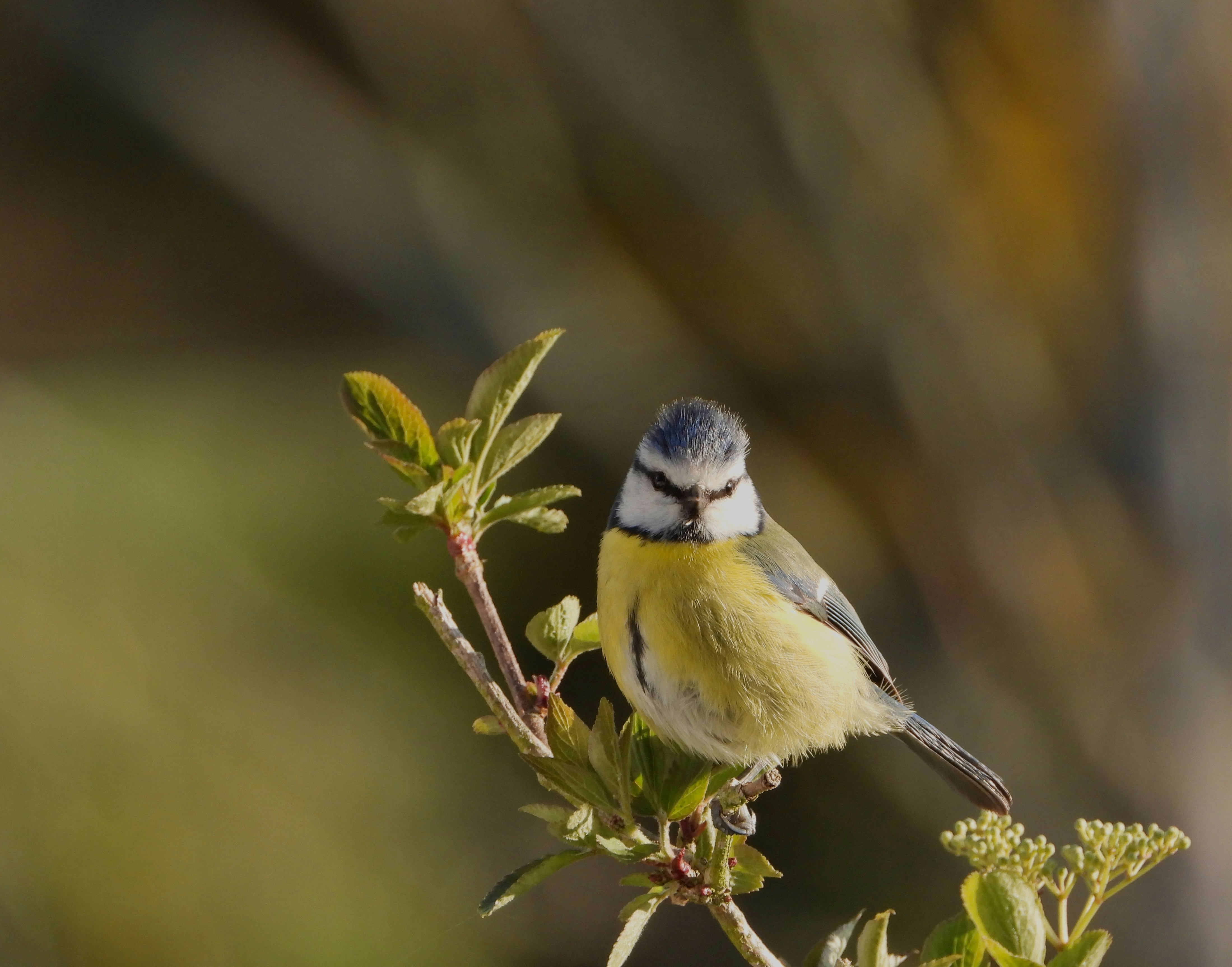 Yellow-bellied bird perched on a small branch with budding leaves, set against a soft, blurred background.