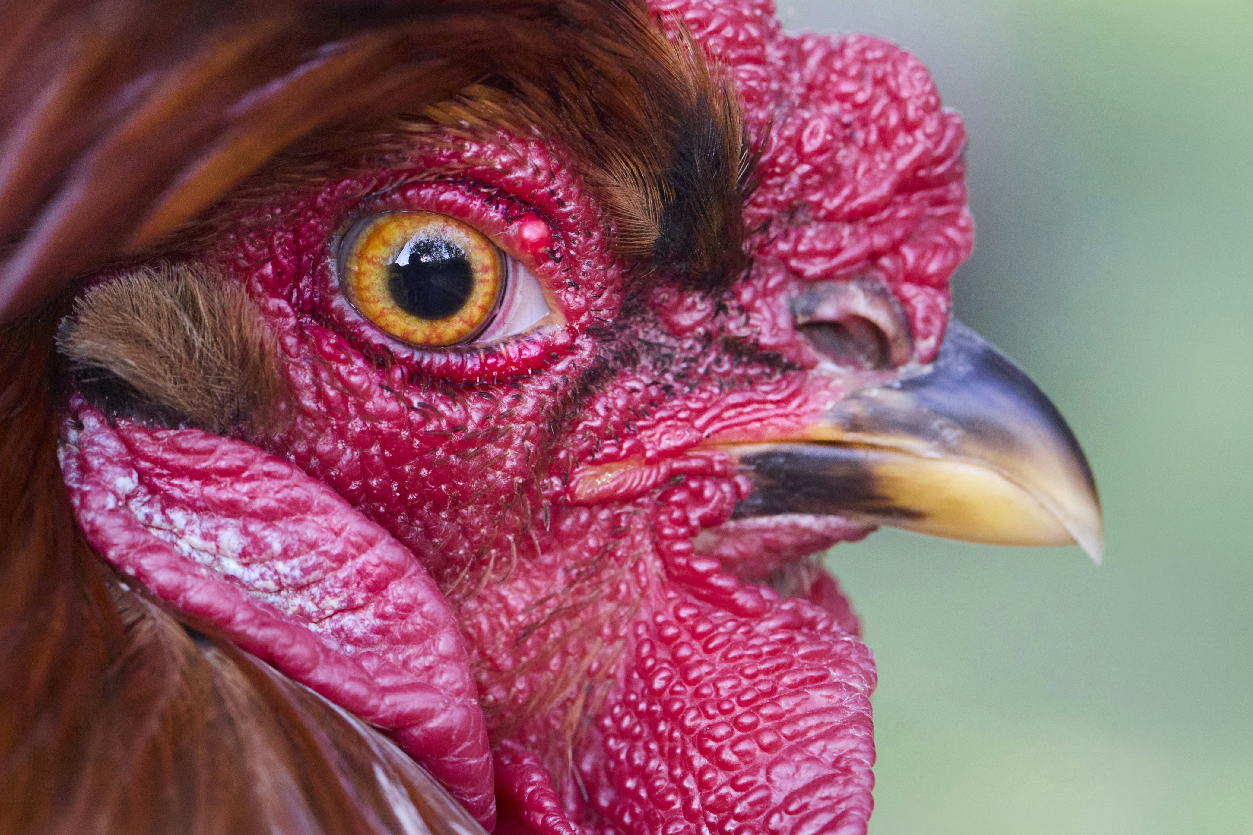 Crimson Comb and Keen Eye: A Rooster in Focus