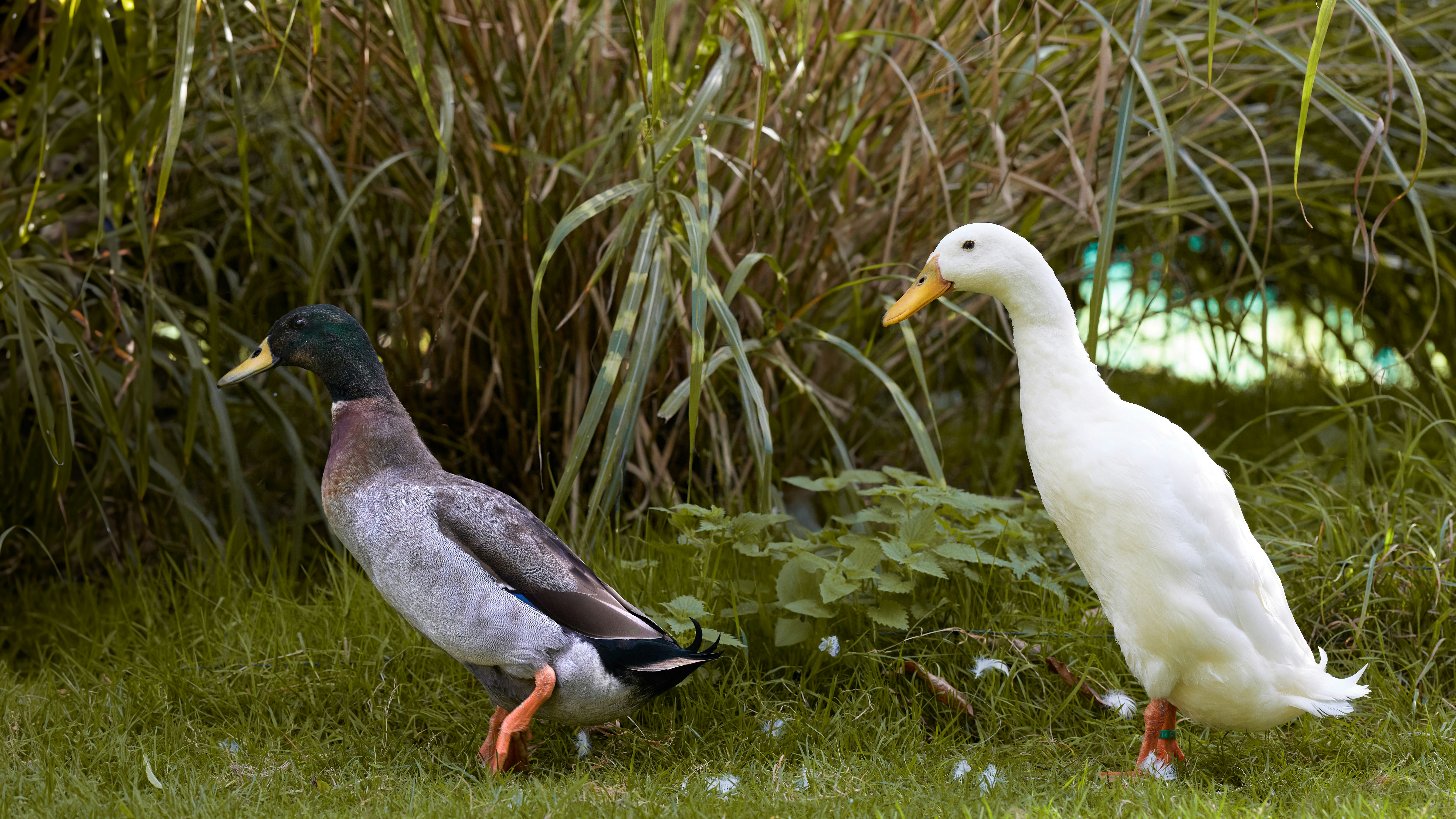 Duo by the Willows: White and Dark-Feathered Ducks at the Water’s Edge