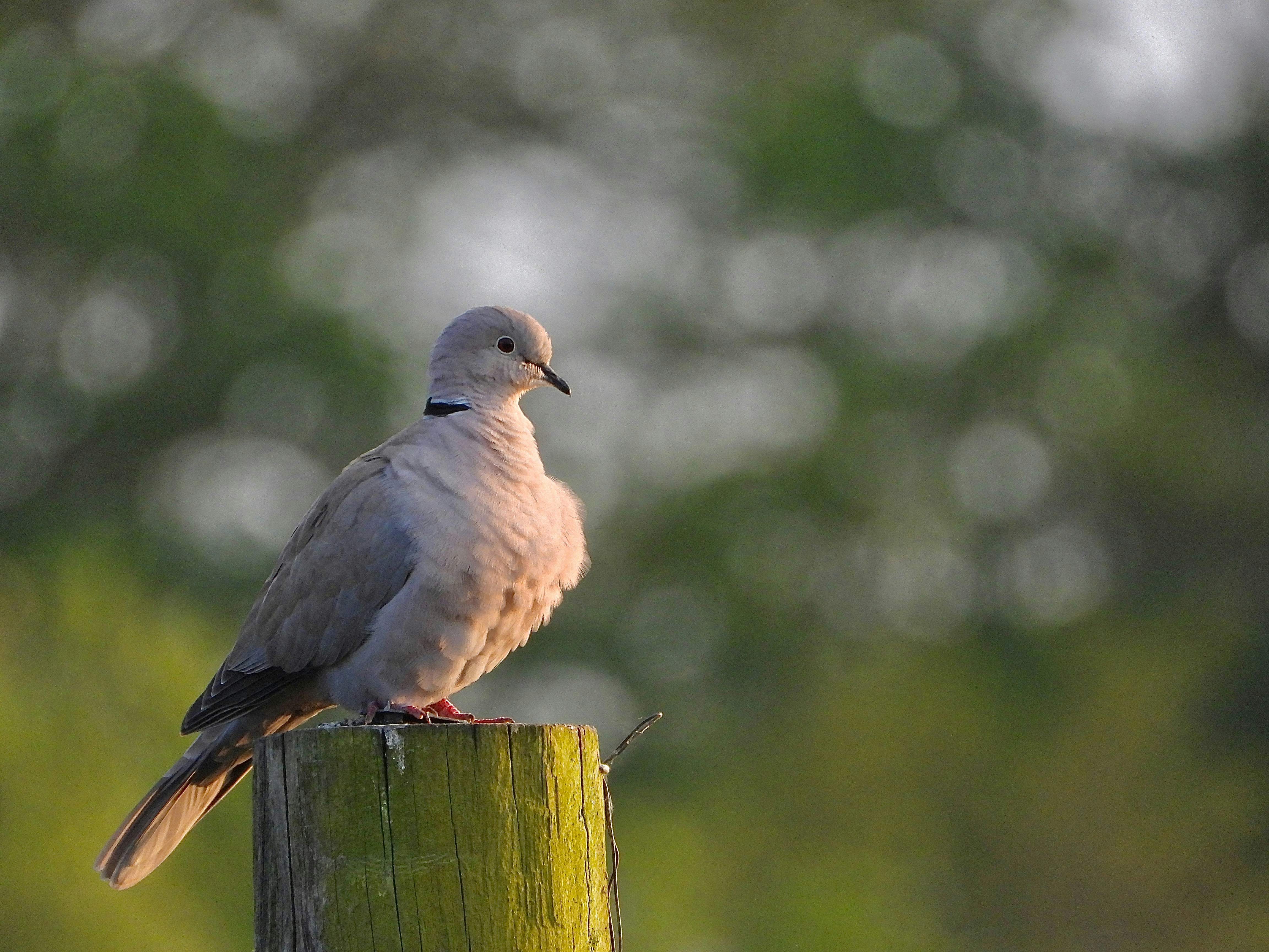 Pigeon Perched on Weathered Post at Golden Hour
