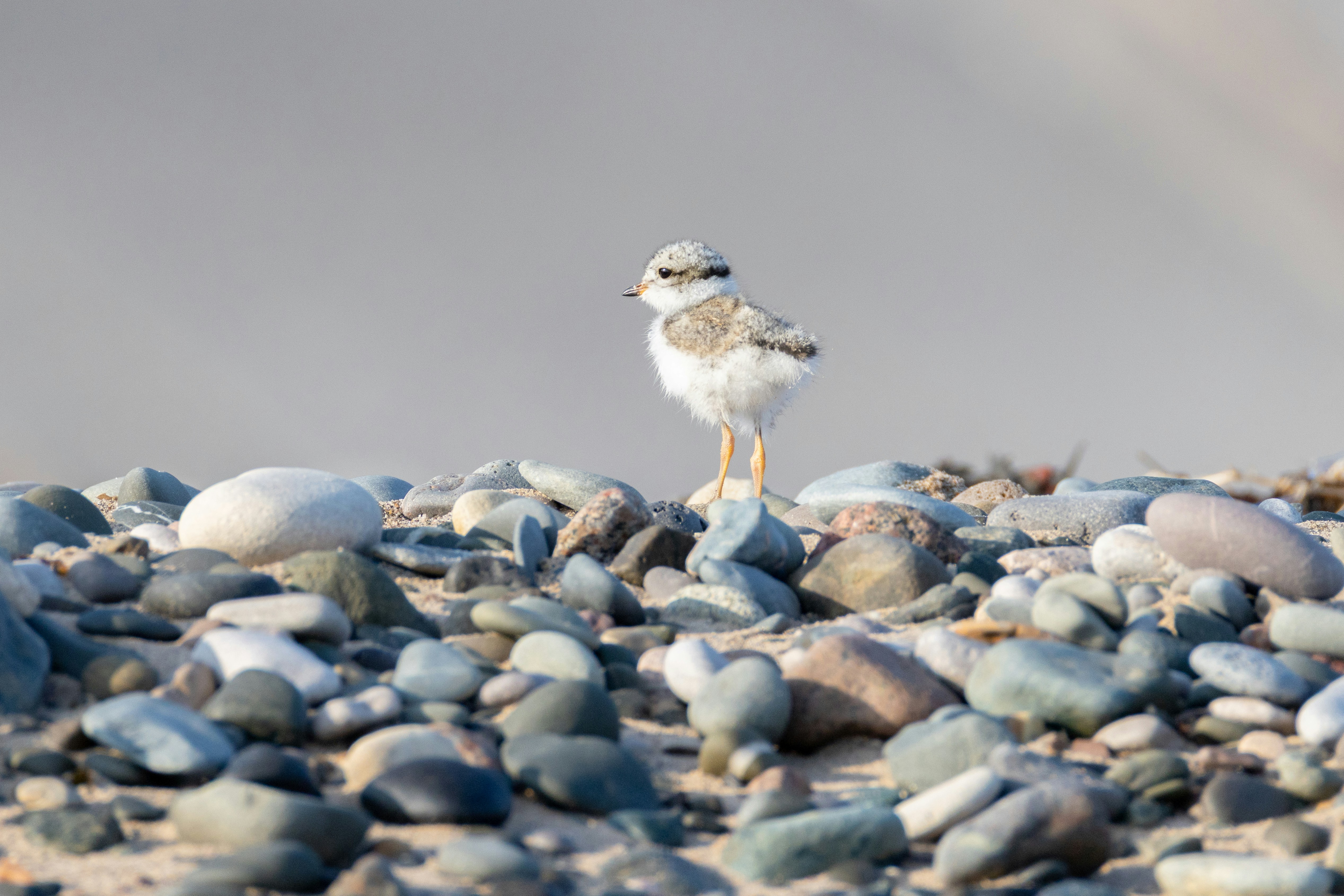 Pebble-strewn Shoreling in Soft Backlit Quiet