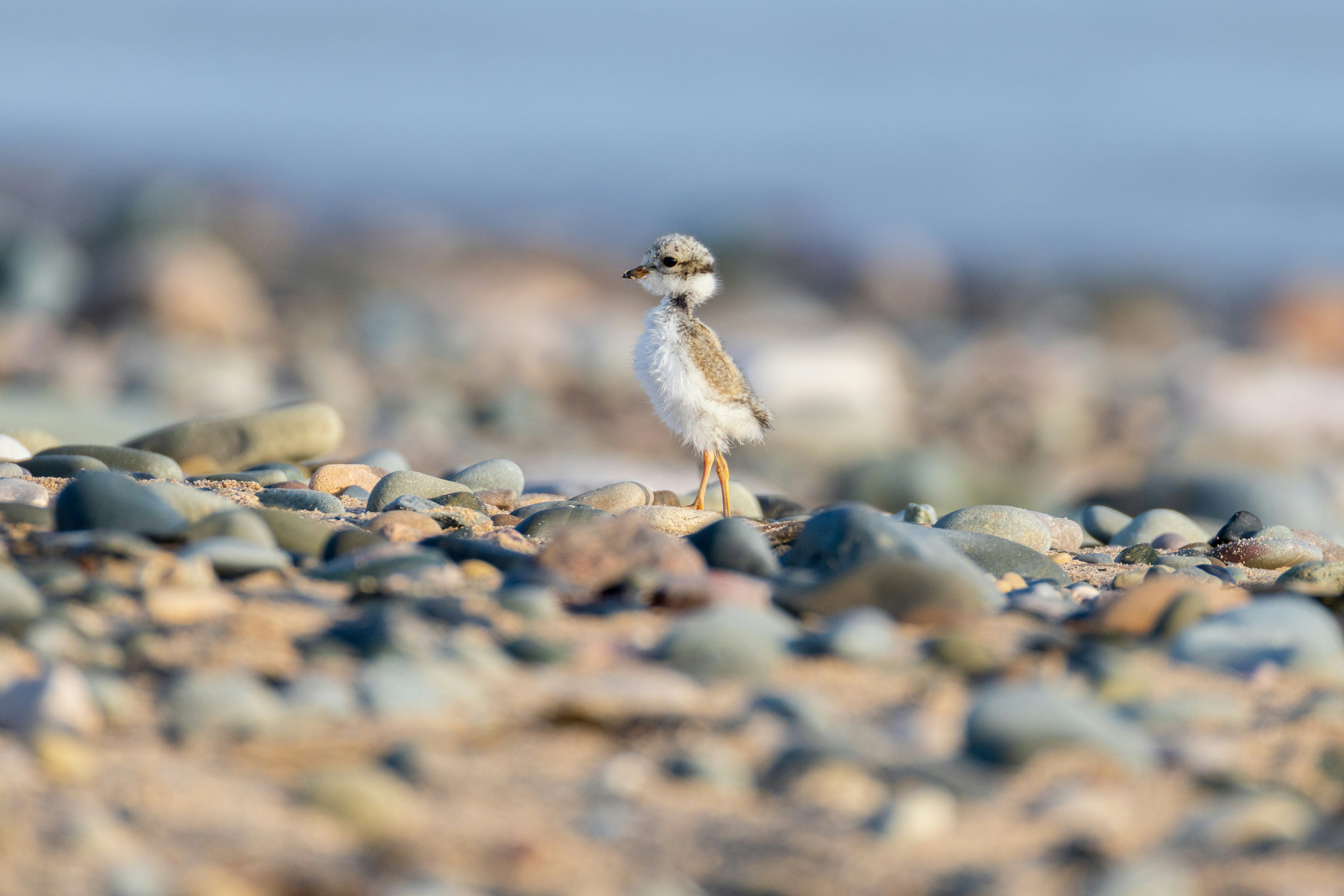 Pebble Beach Waders: A Lone Shorebird Stands Guard