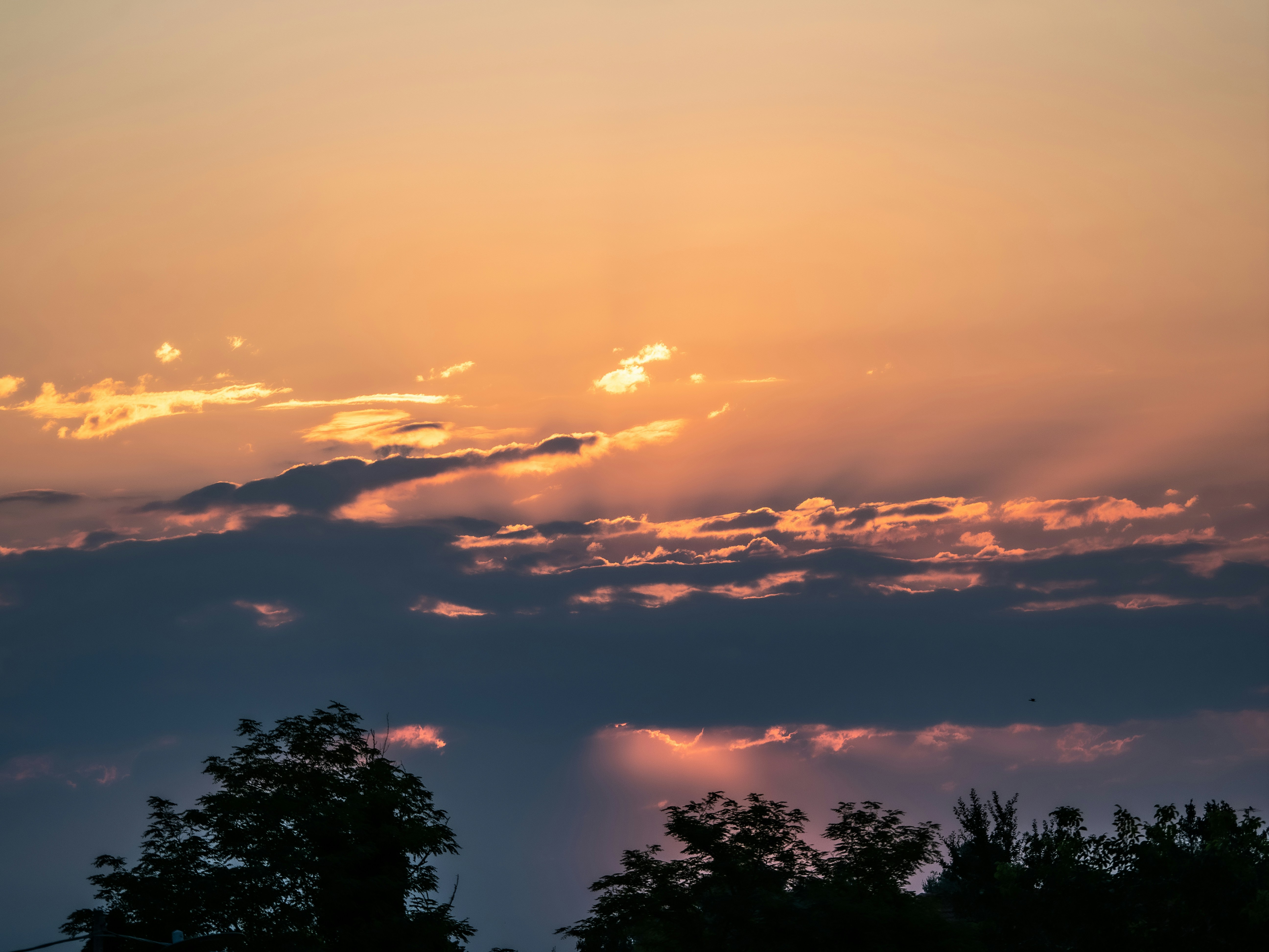 Dusky Horizon: Silhouetted Trees Beneath a Sunset Sky