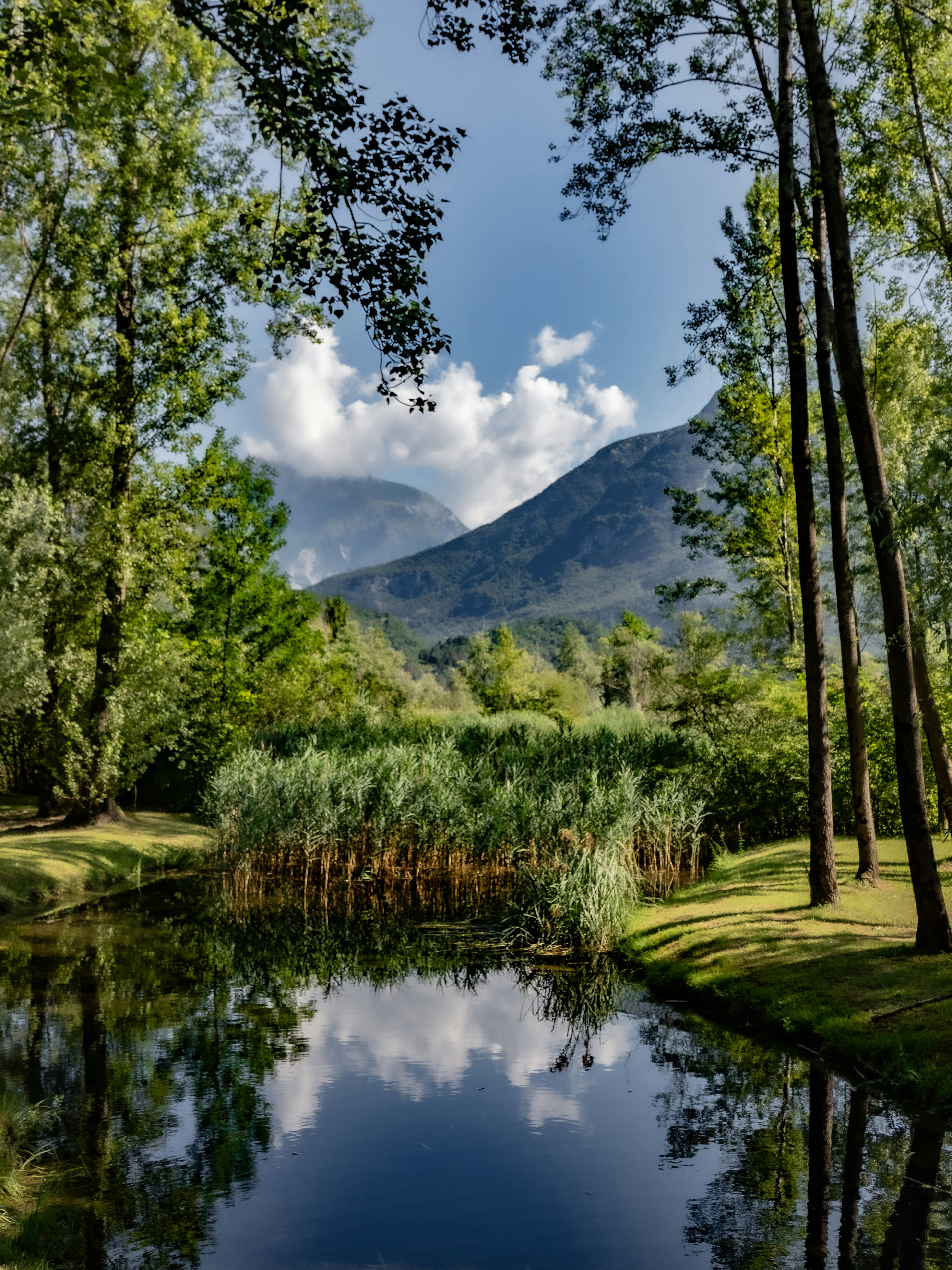 Mirror of Sky and Pines over a Tranquil Pond