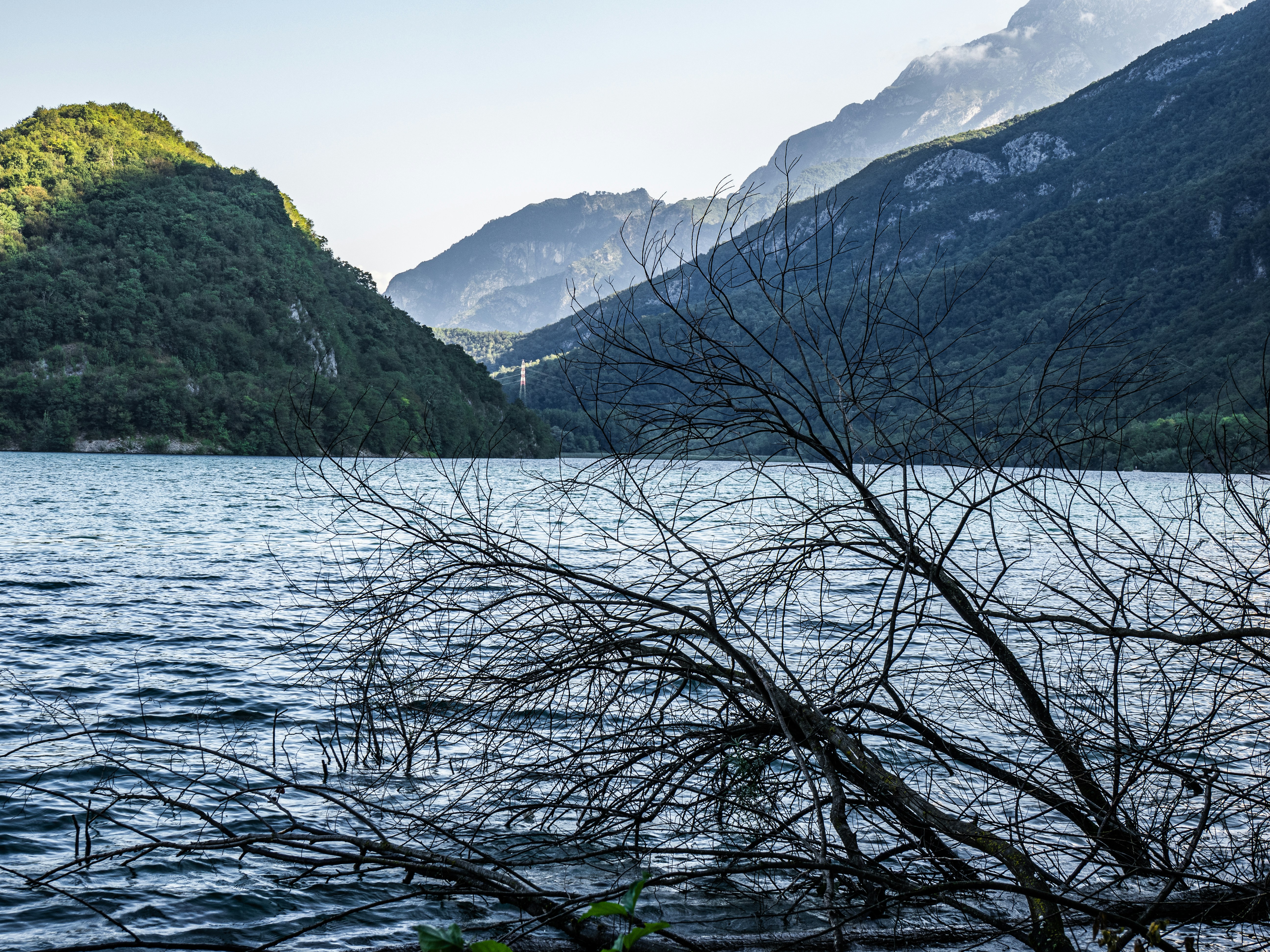 Fallen Bough in a Mountain Lake Vista