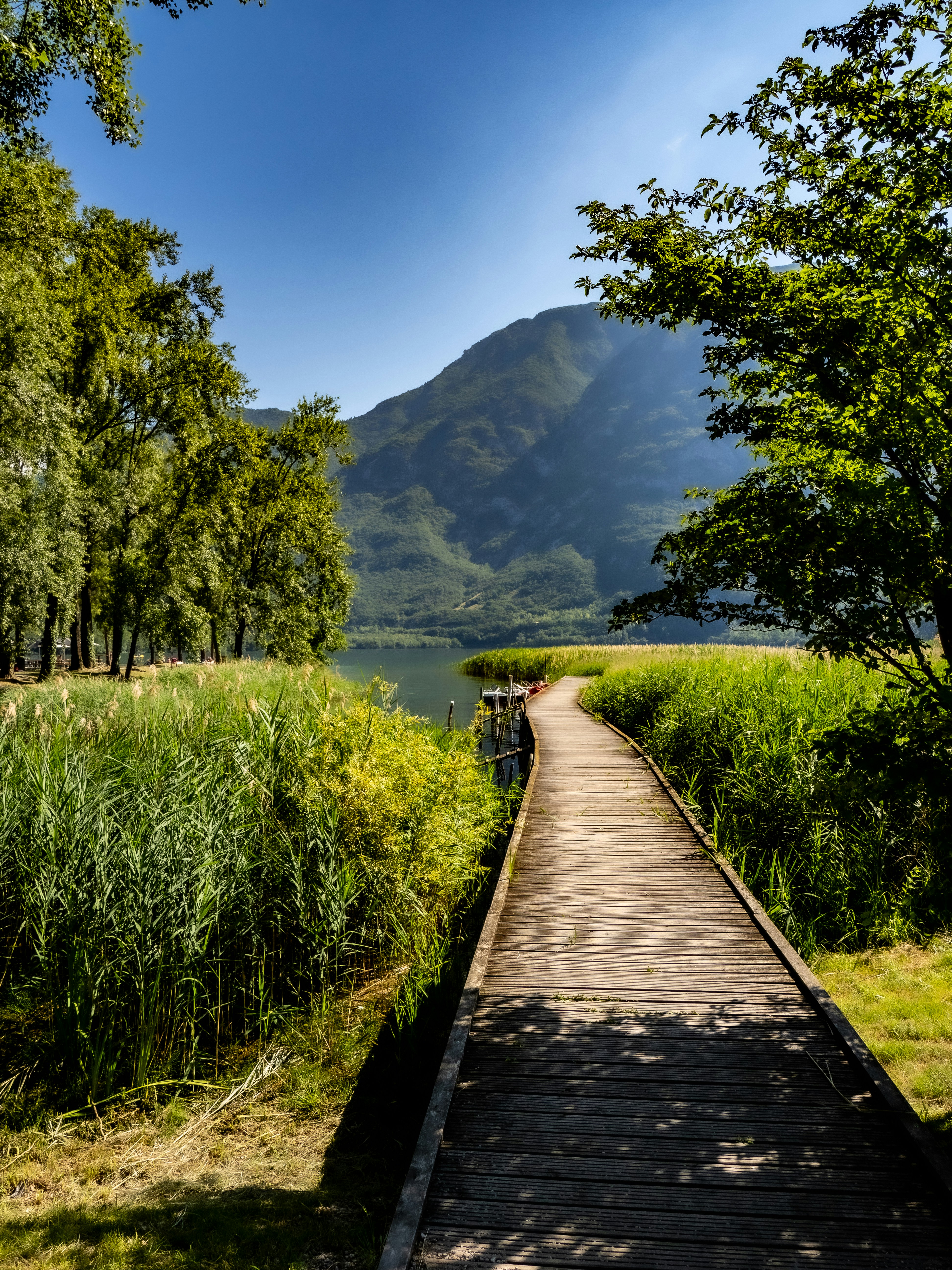 A tranquil lakeside scene with a wooden boardwalk winding toward distant mountains, framed by tall reeds and trees. A photogenic landscape featuring clear sky and calm water.