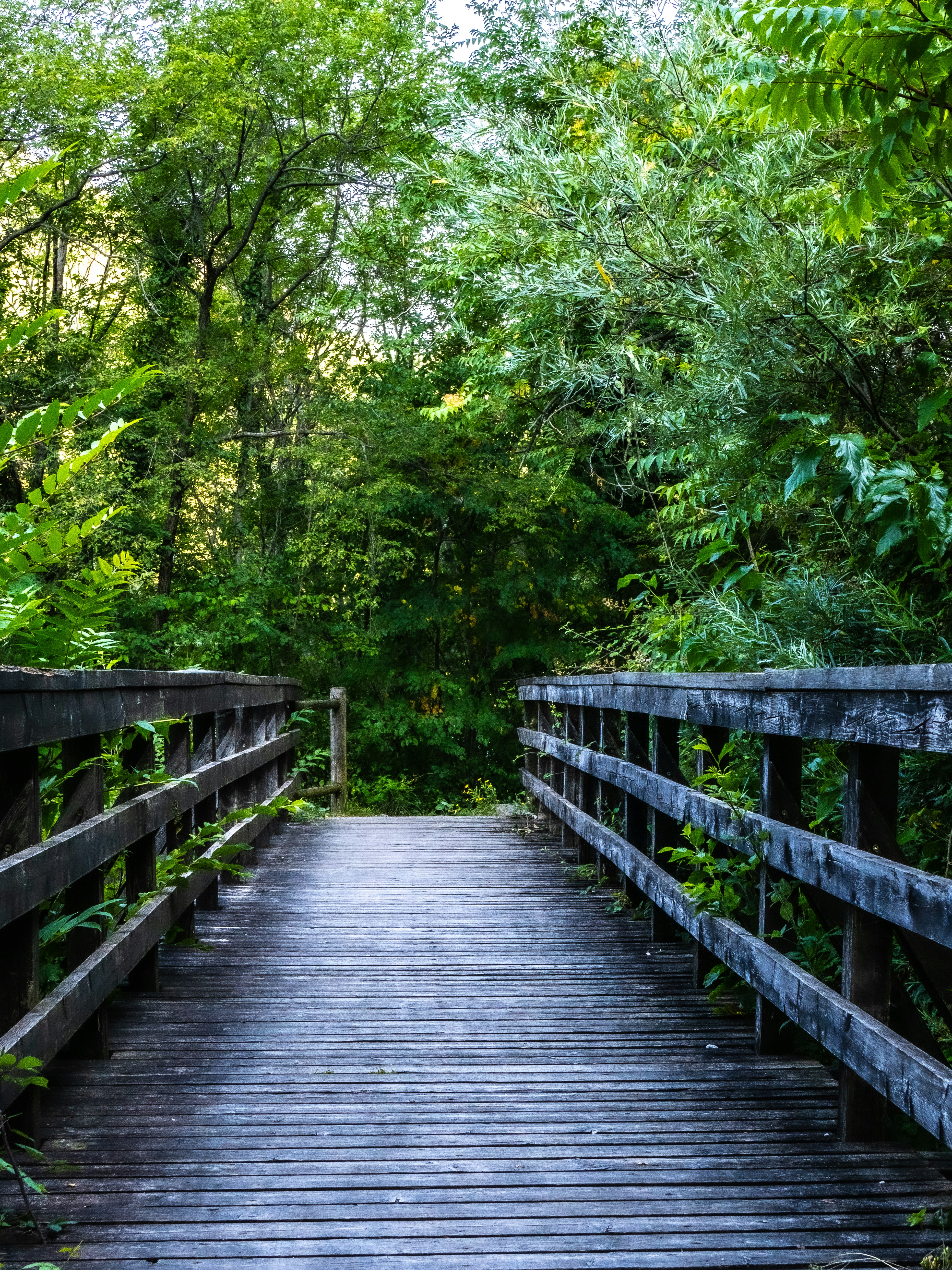 Wooden Bridge into Green Light