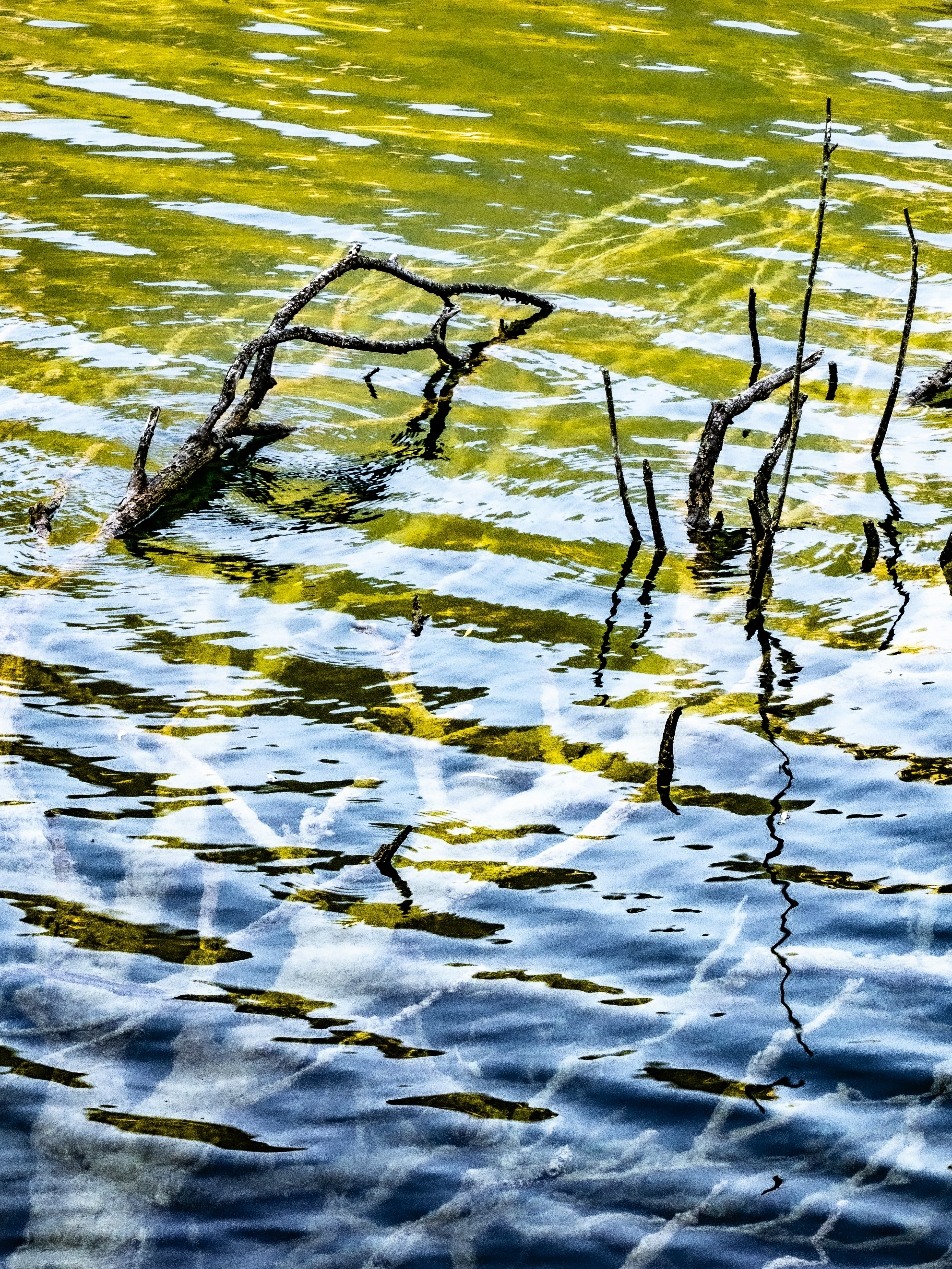 Sunlit Reflections on Submerged Branches