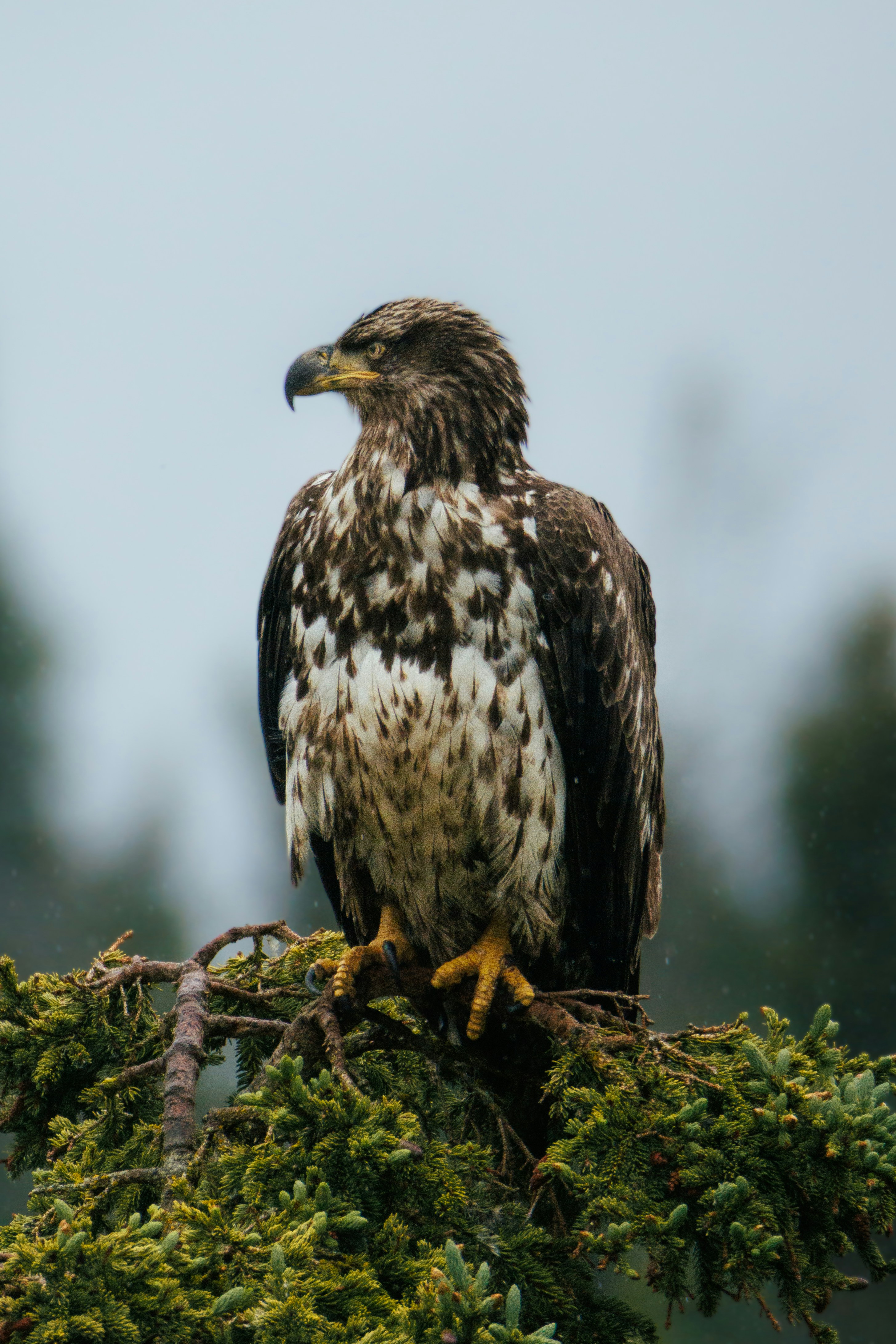 Raptor on a Branch: A Vigilant Moment Against a Soft Sky