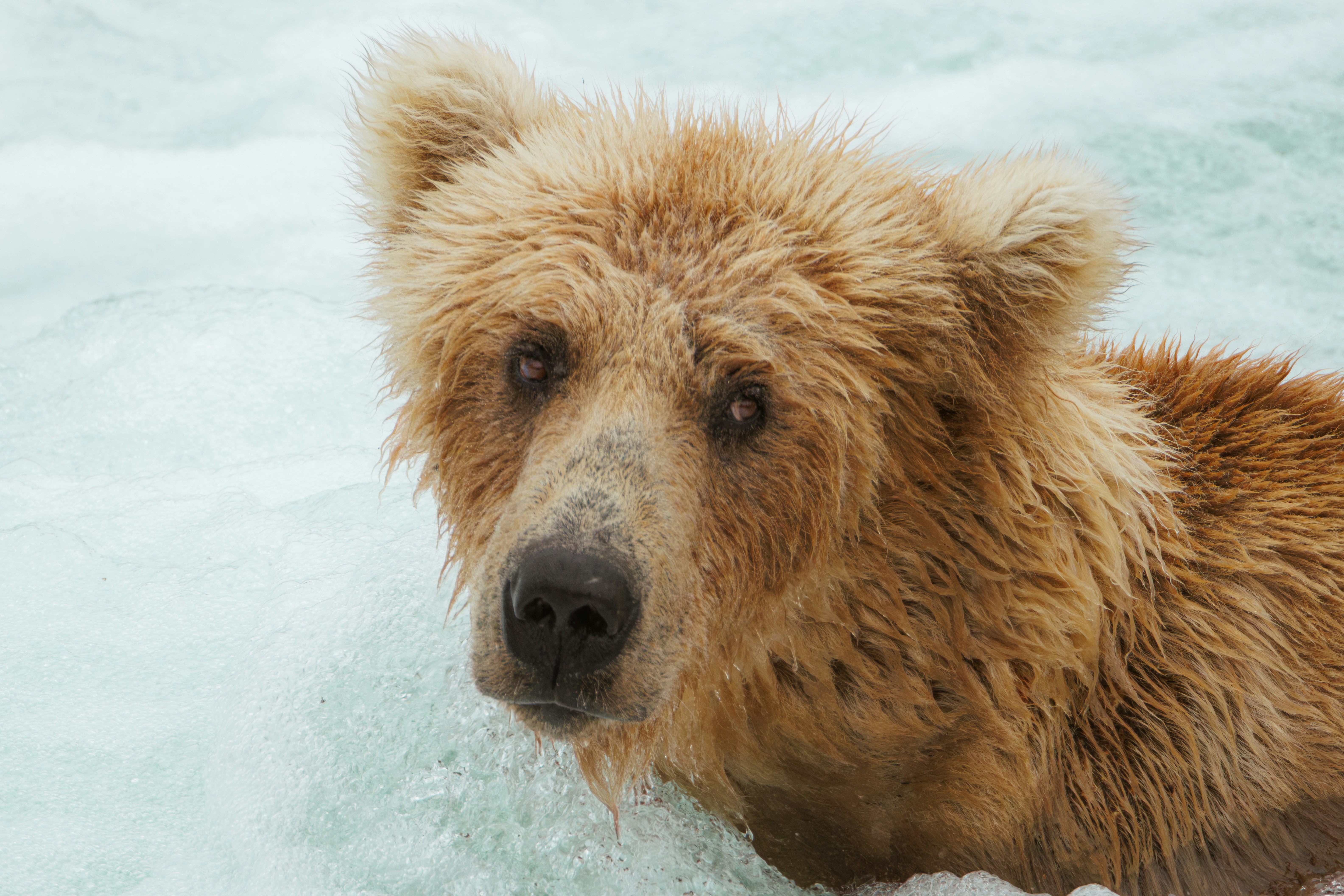 Kodiak Calm: A Grizzly Surfing the Ice