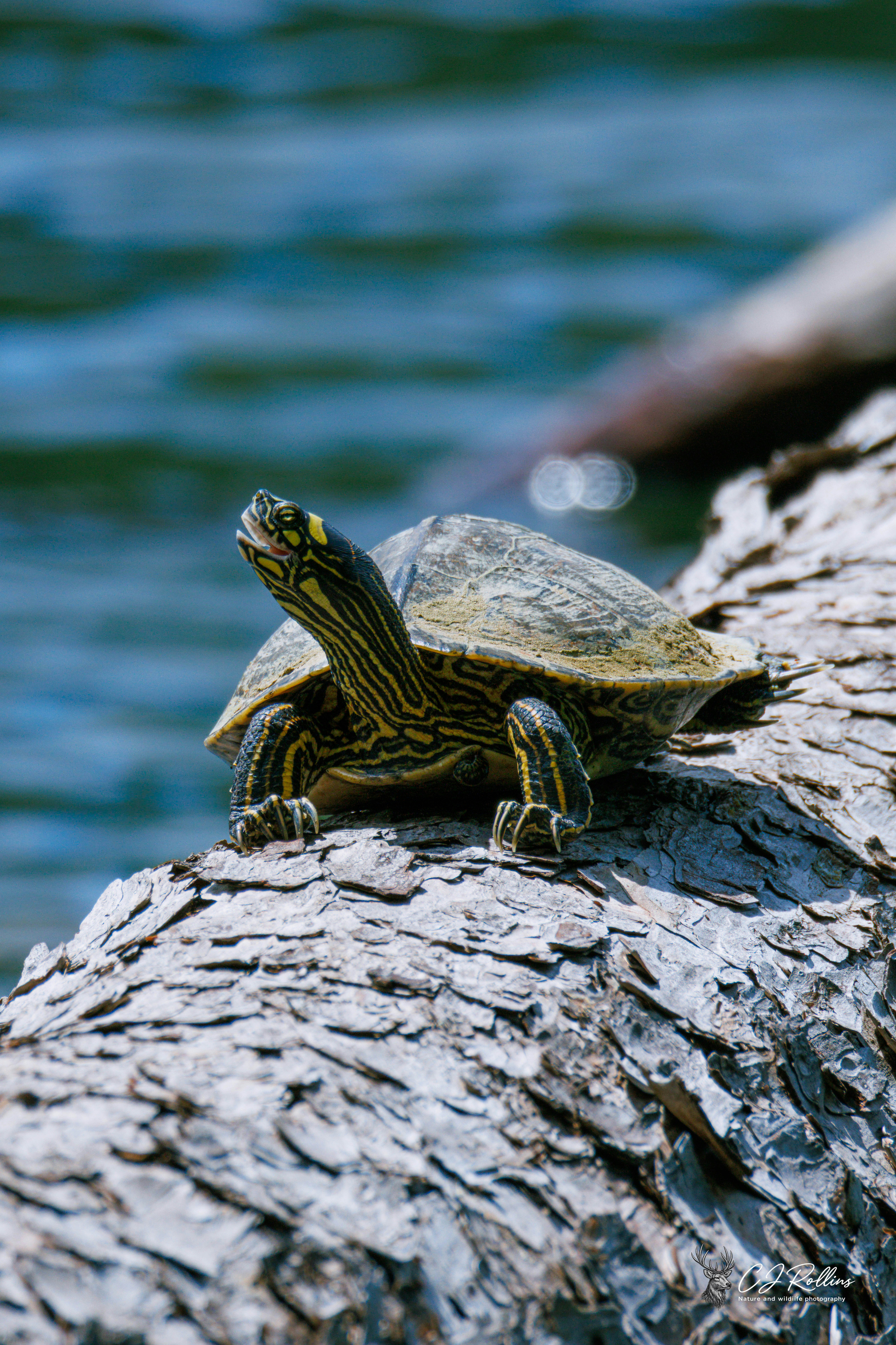 Emerald Carapace: A Turtle Basks on Weathered Bark