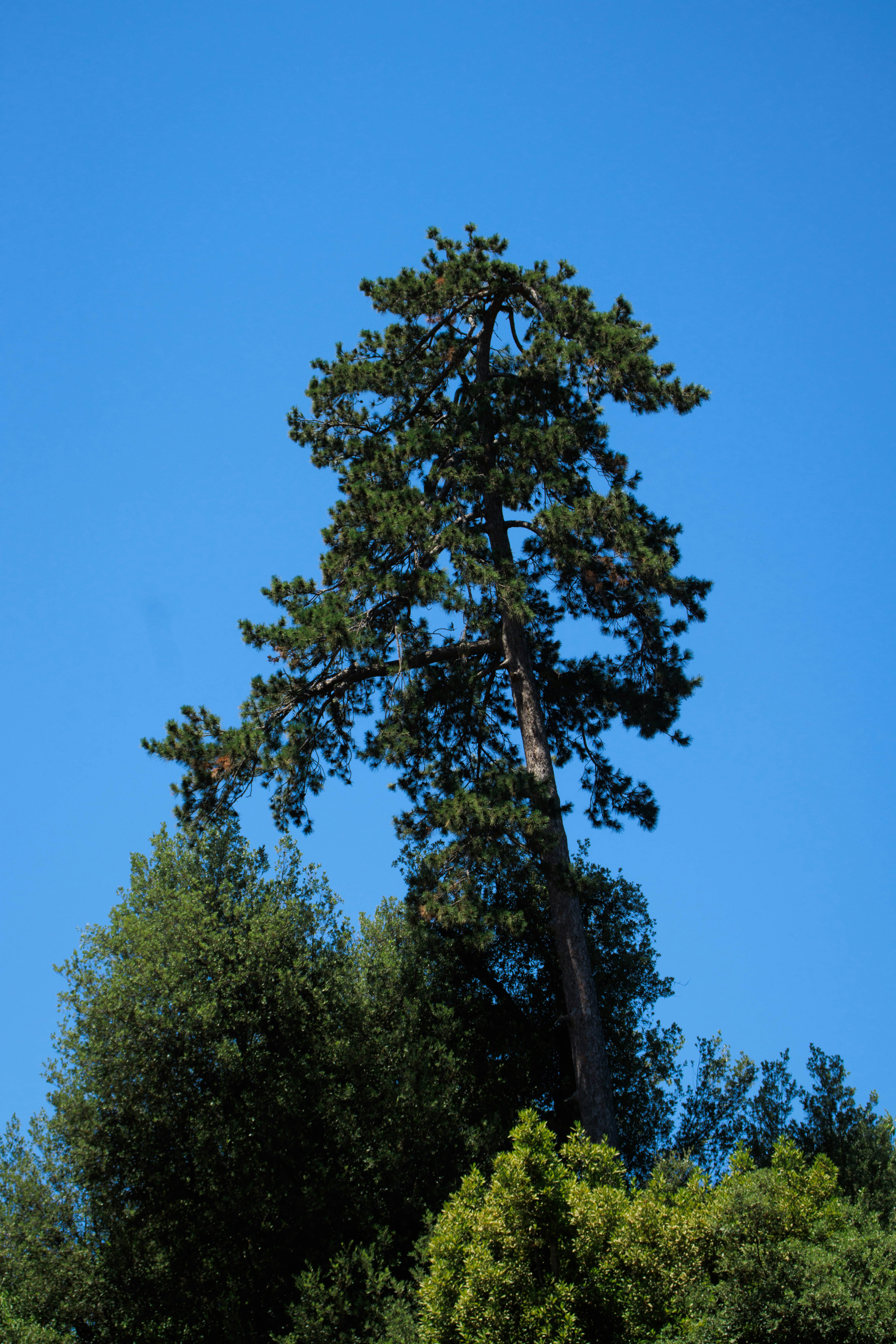 Tall pine against a clear blue sky with lower shrubbery, capturing a lone evergreen reaching upward.