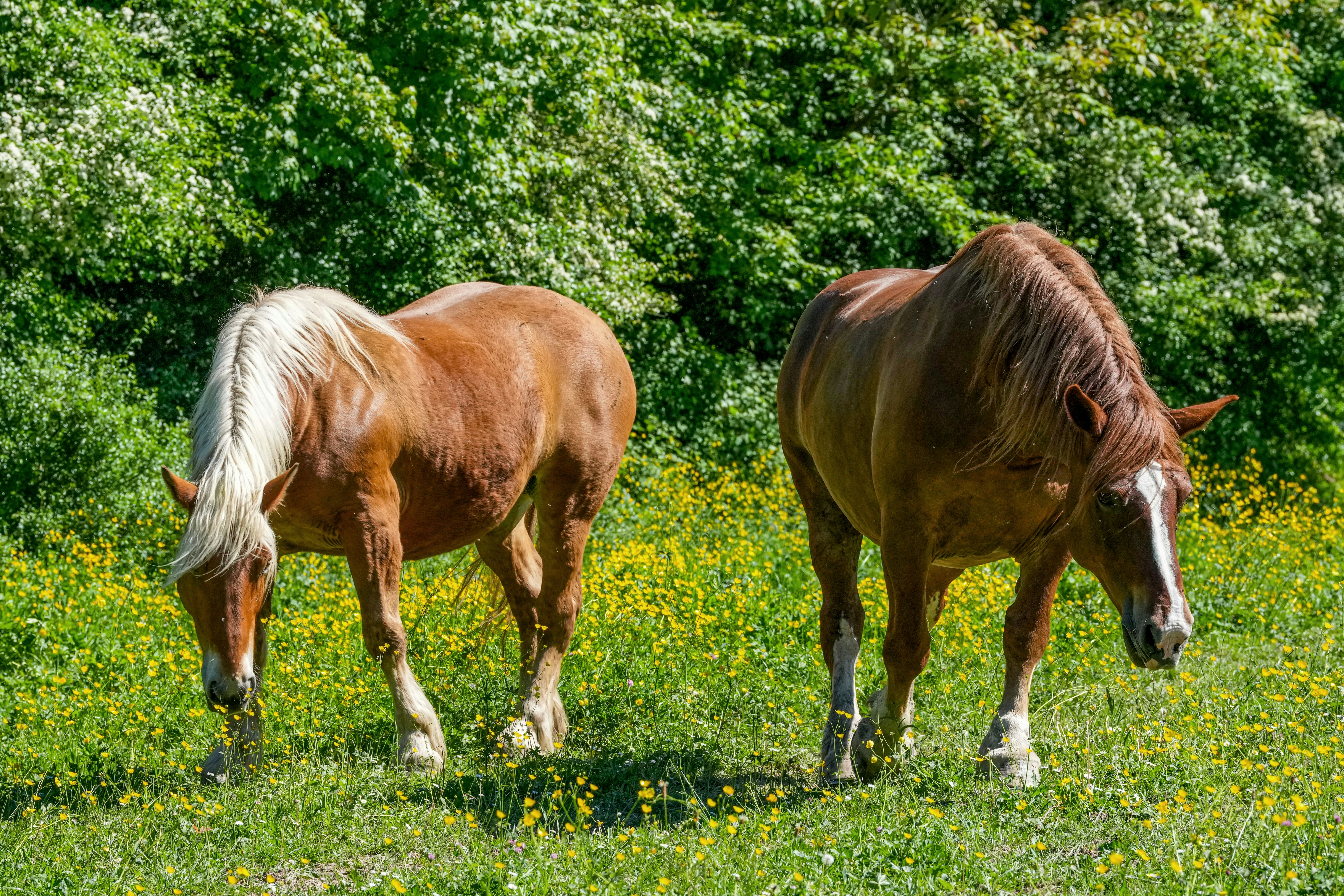 Two Grazing Equines Under a Canopy of Spring Green