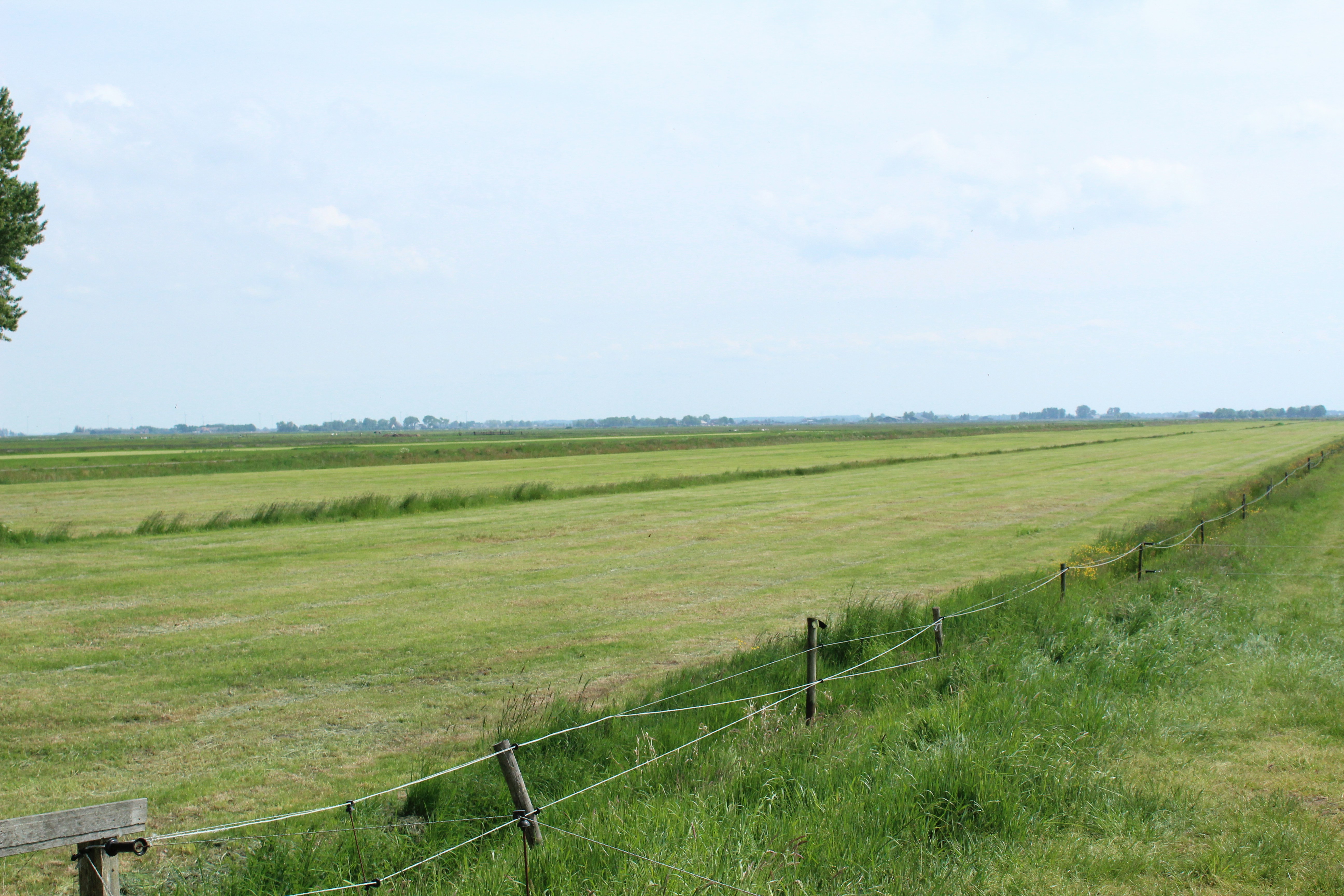 Wire and Green Horizon: A Quiet Farmland Verge