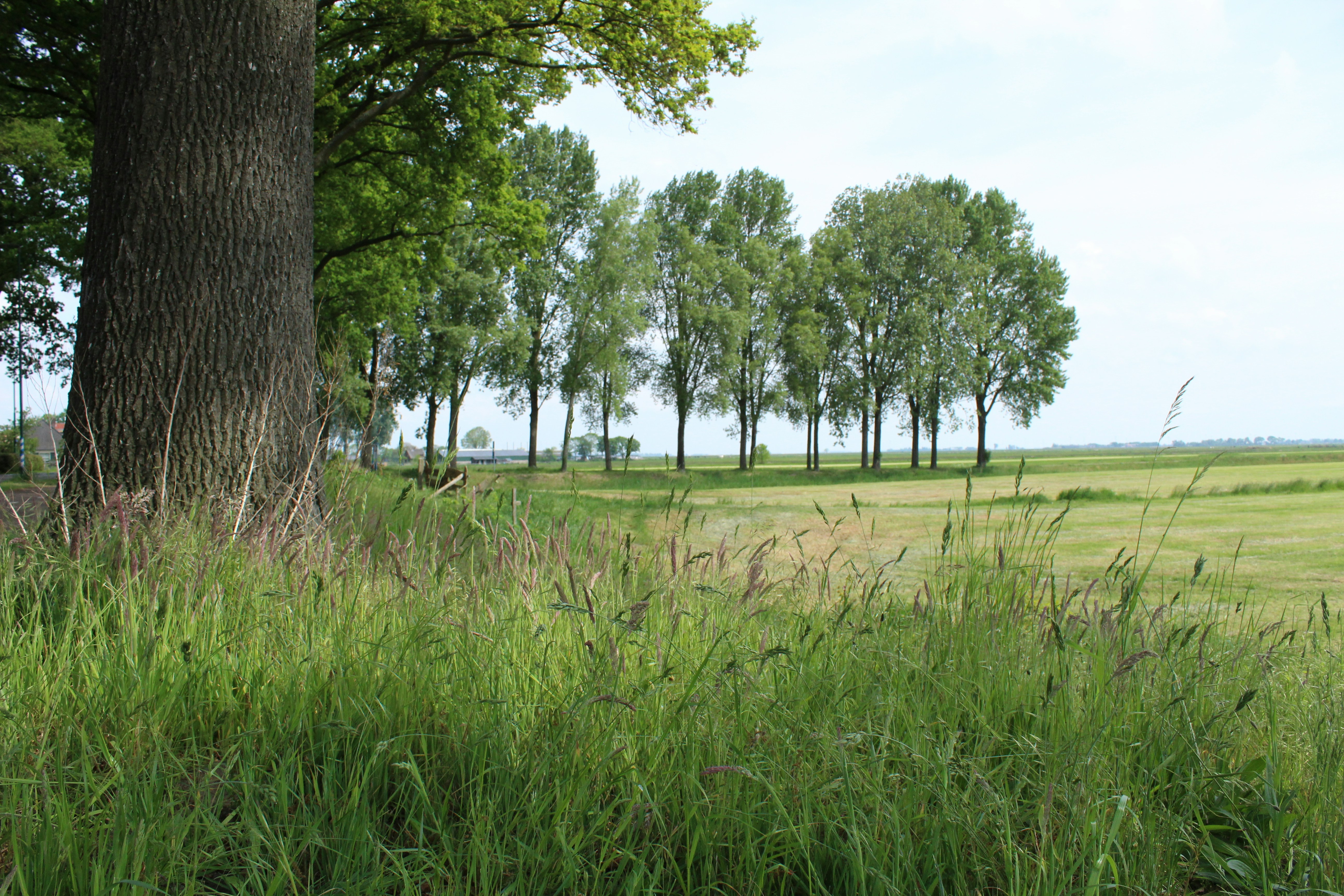 10-1 Blueprint: Rural Meadow with Tree Line An unedited landscape photograph capturing lush green fields bordered by tall, vibrant trees. Wild grass in the foreground frames a peaceful countryside vista stretching beneath a bright summer sky, highlighting natural scenery in its purest fo