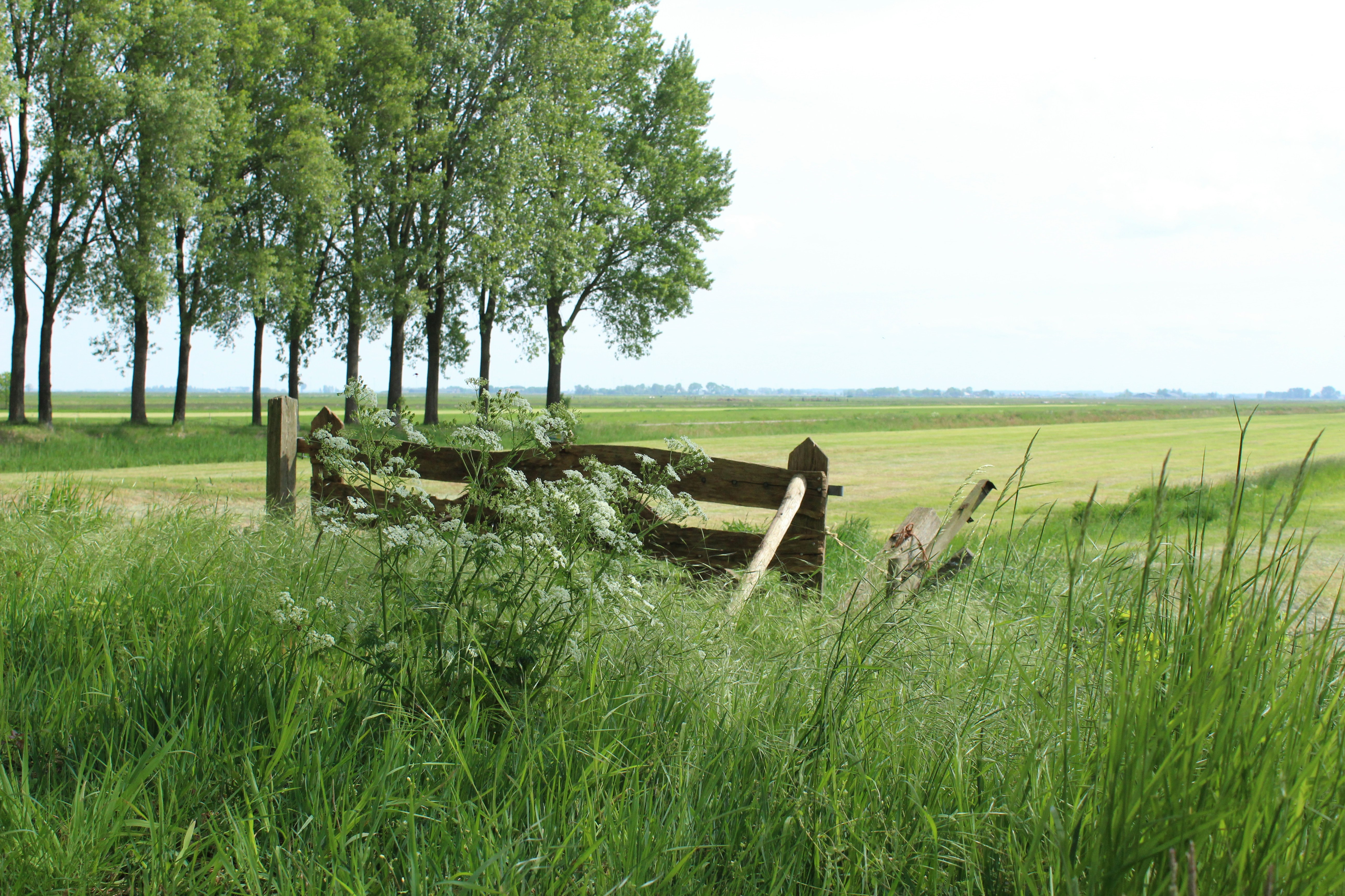 Broken fence breathing among grasses and distant trees