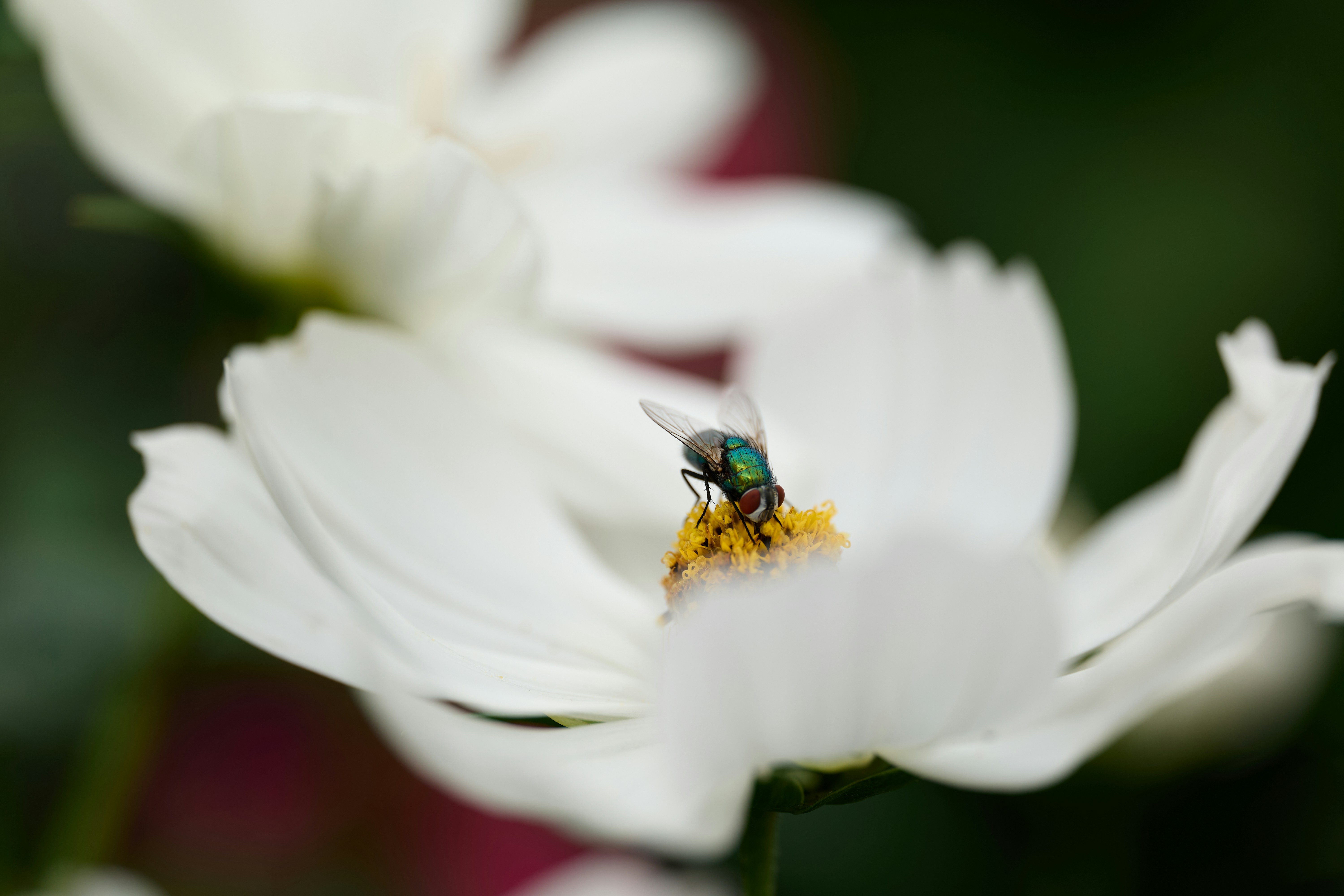 Macro shot of a metallic-green hoverfly perched atop a yellow center of a white flower, against a blurred natural background. The image emphasizes the insect and blossom details with shallow depth of field.