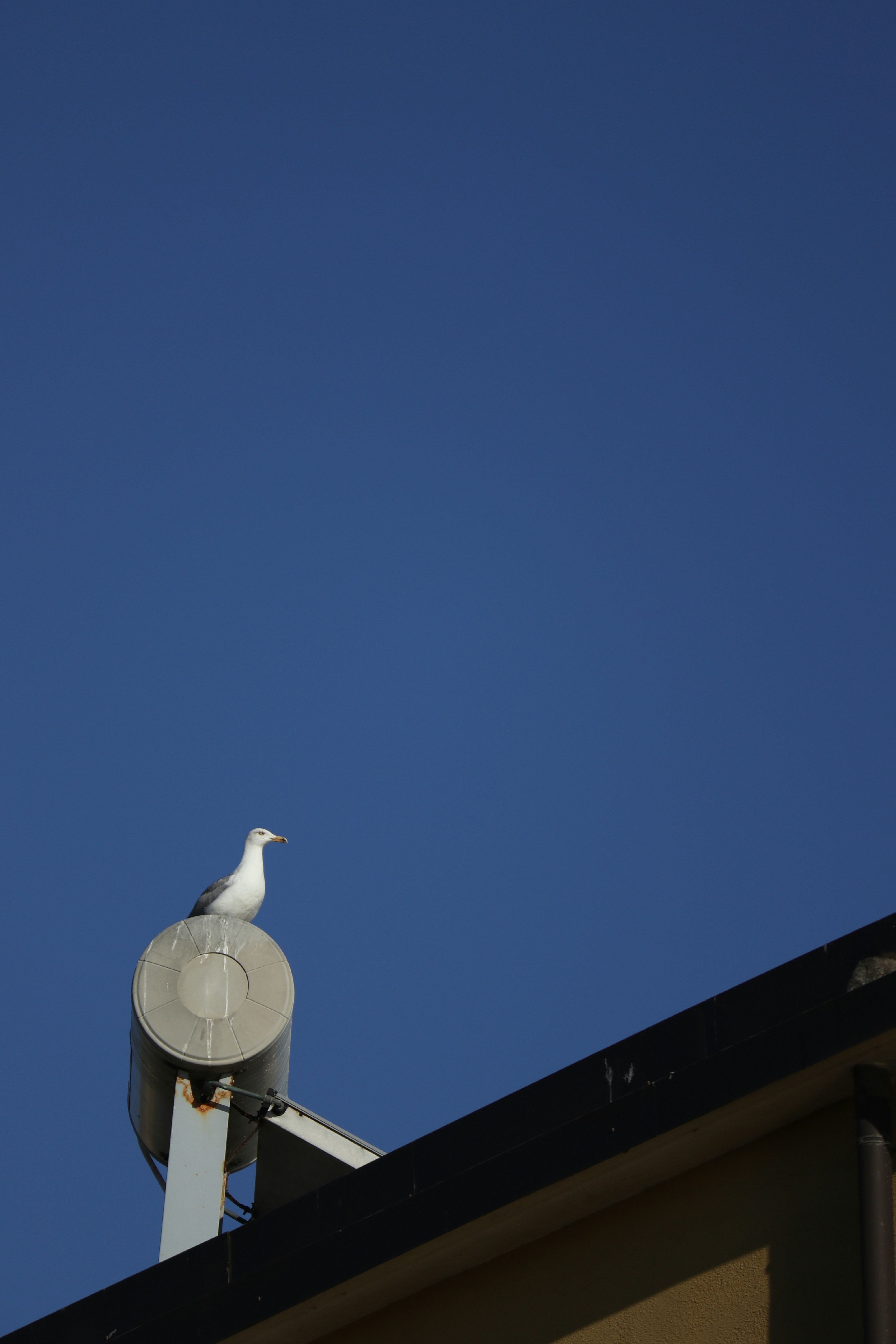Seagull Sentinel on Rooftop Lantern Against a Clear Blue Sky