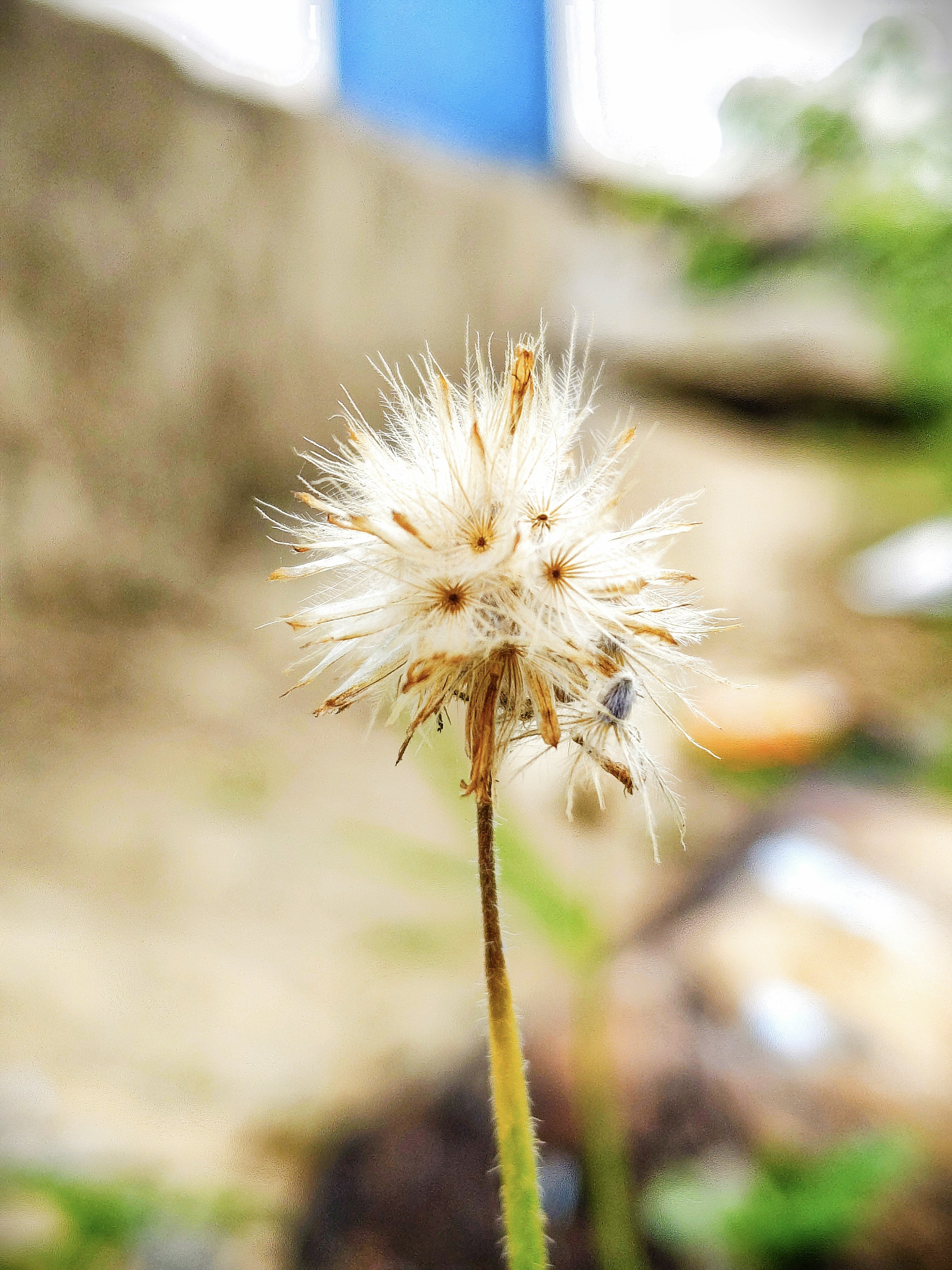 Close-up of a fluffy dandelion seed head against a blurred urban backdrop