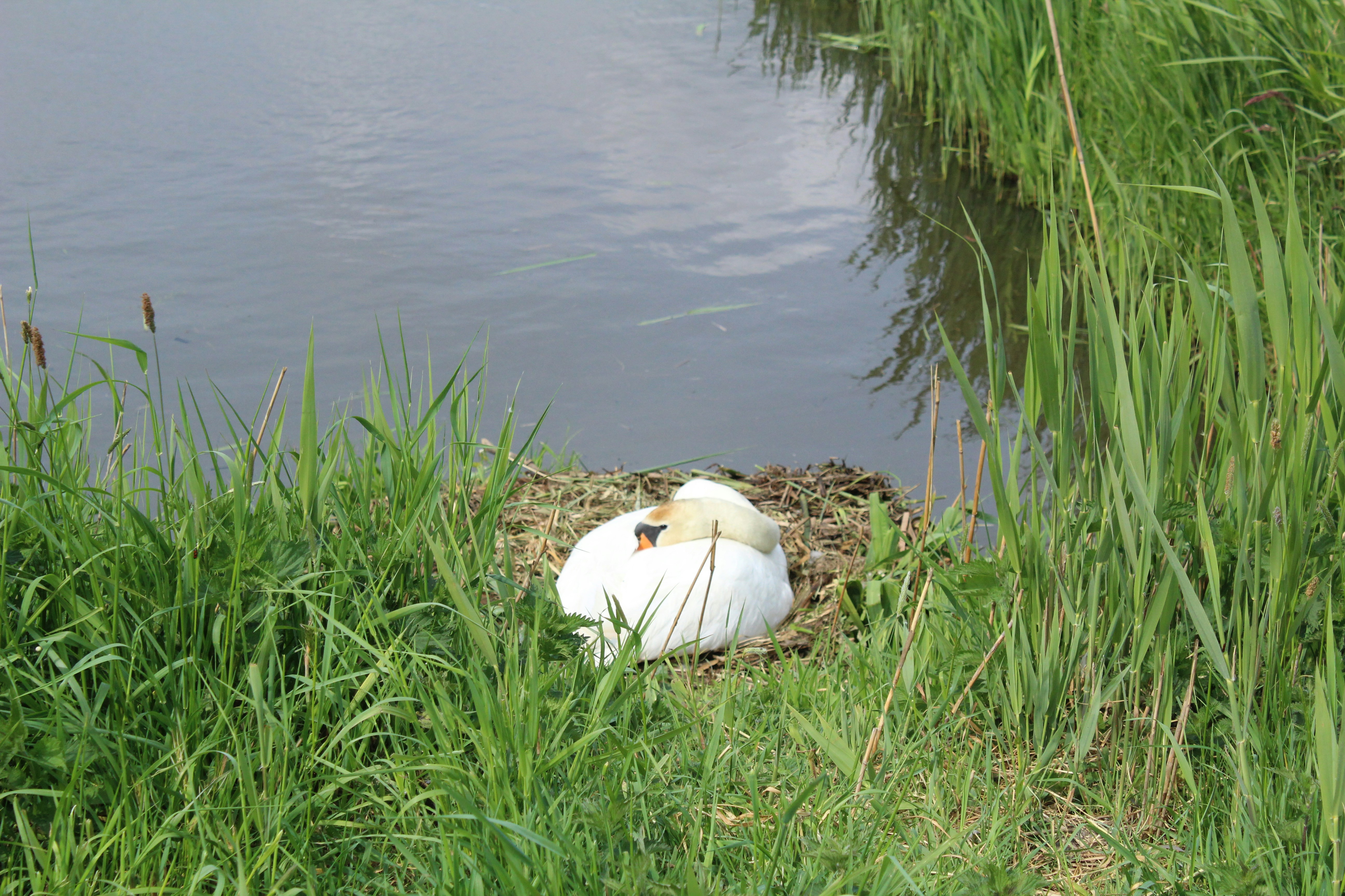 Resting Swan Amid Grass by the Quiet Pond