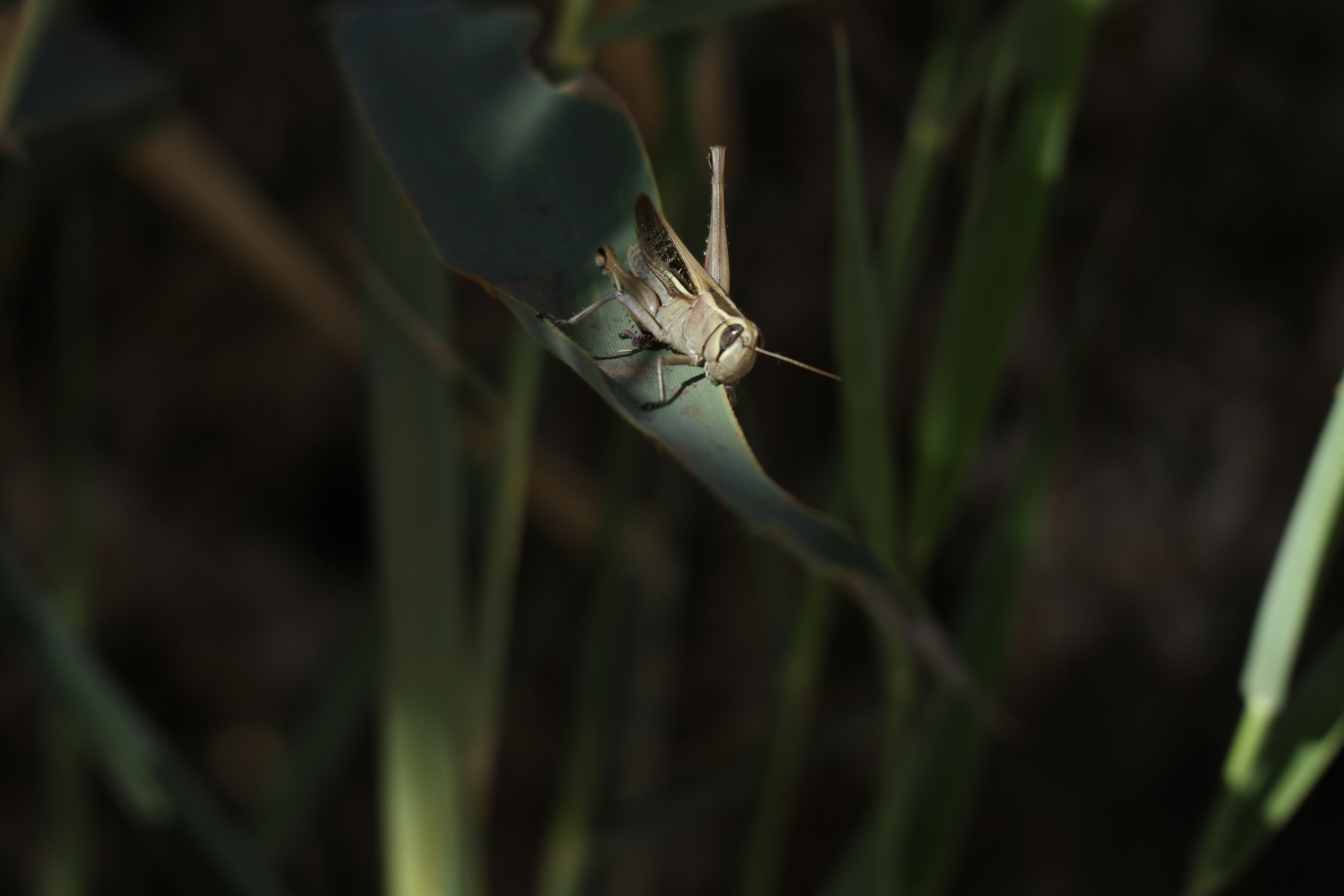 Tiny Stalker on a Blade: A Close-Up of a Pale Moth on Green Fronds