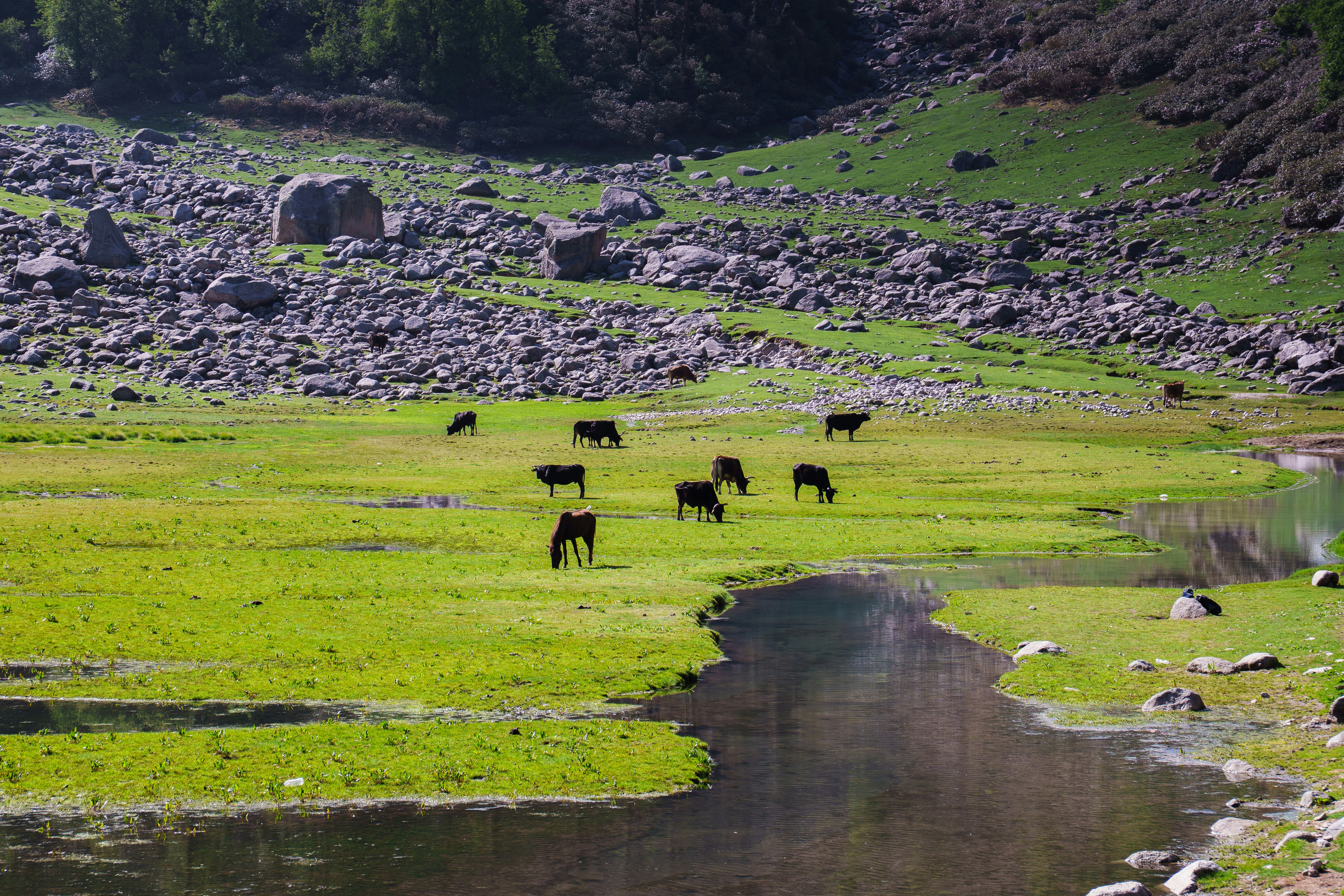 Pasture Etchings: Black cattle grazed along a sunlit meadow and meandering stream