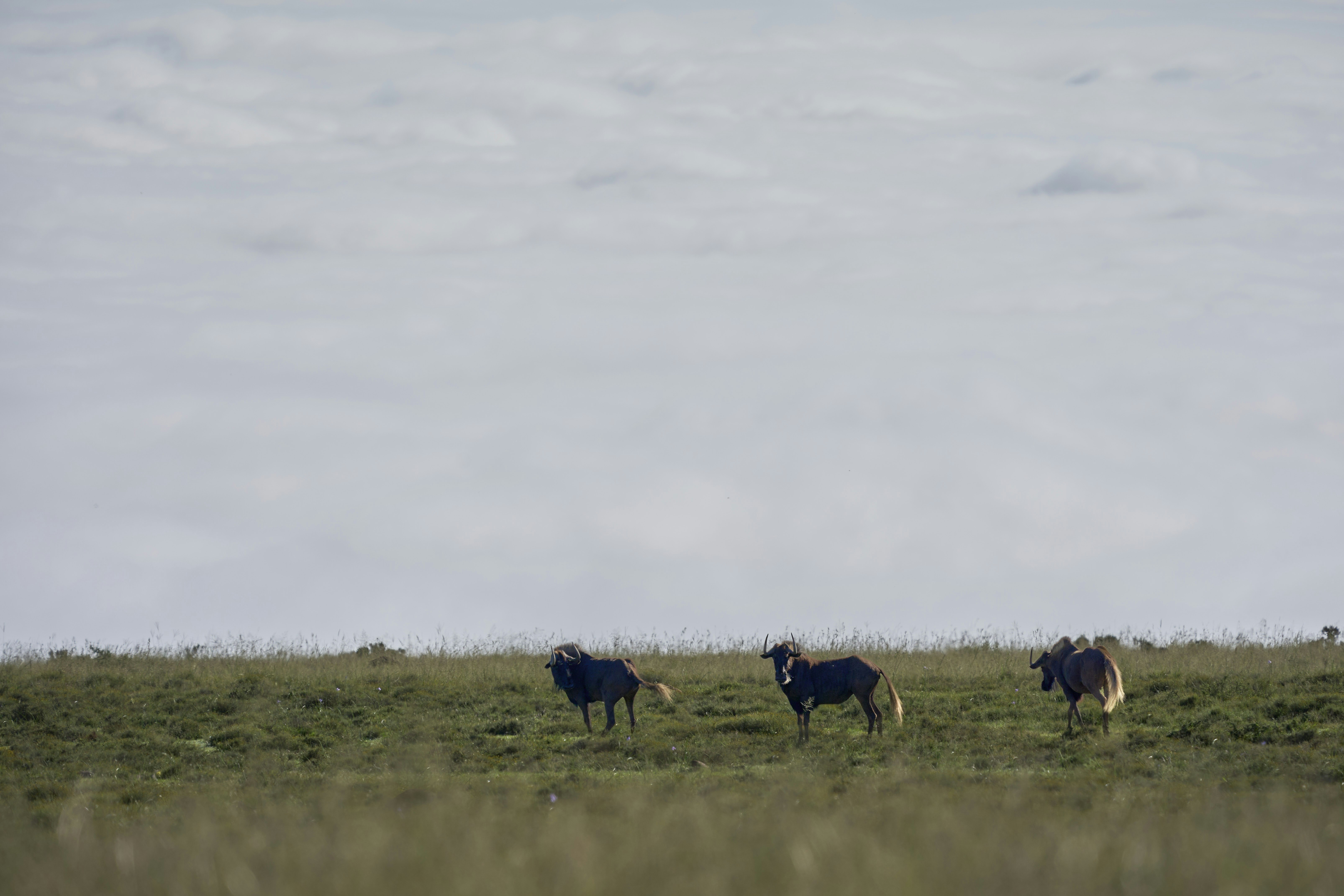 Three silhouettes on a wind-swept plain under a pale sky
